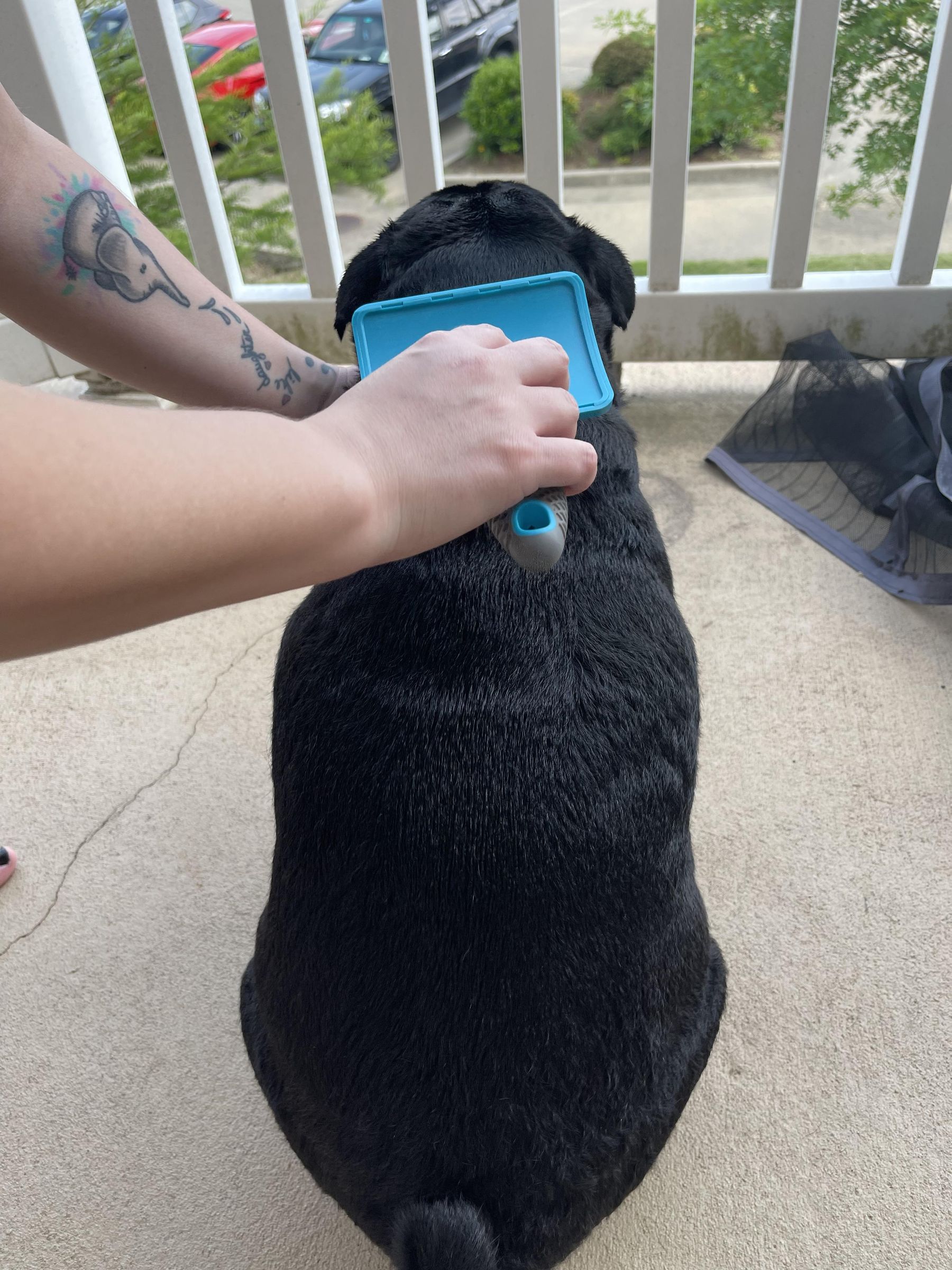 How to Groom Your Pug : 13 Steps (with Pictures) - Instructables