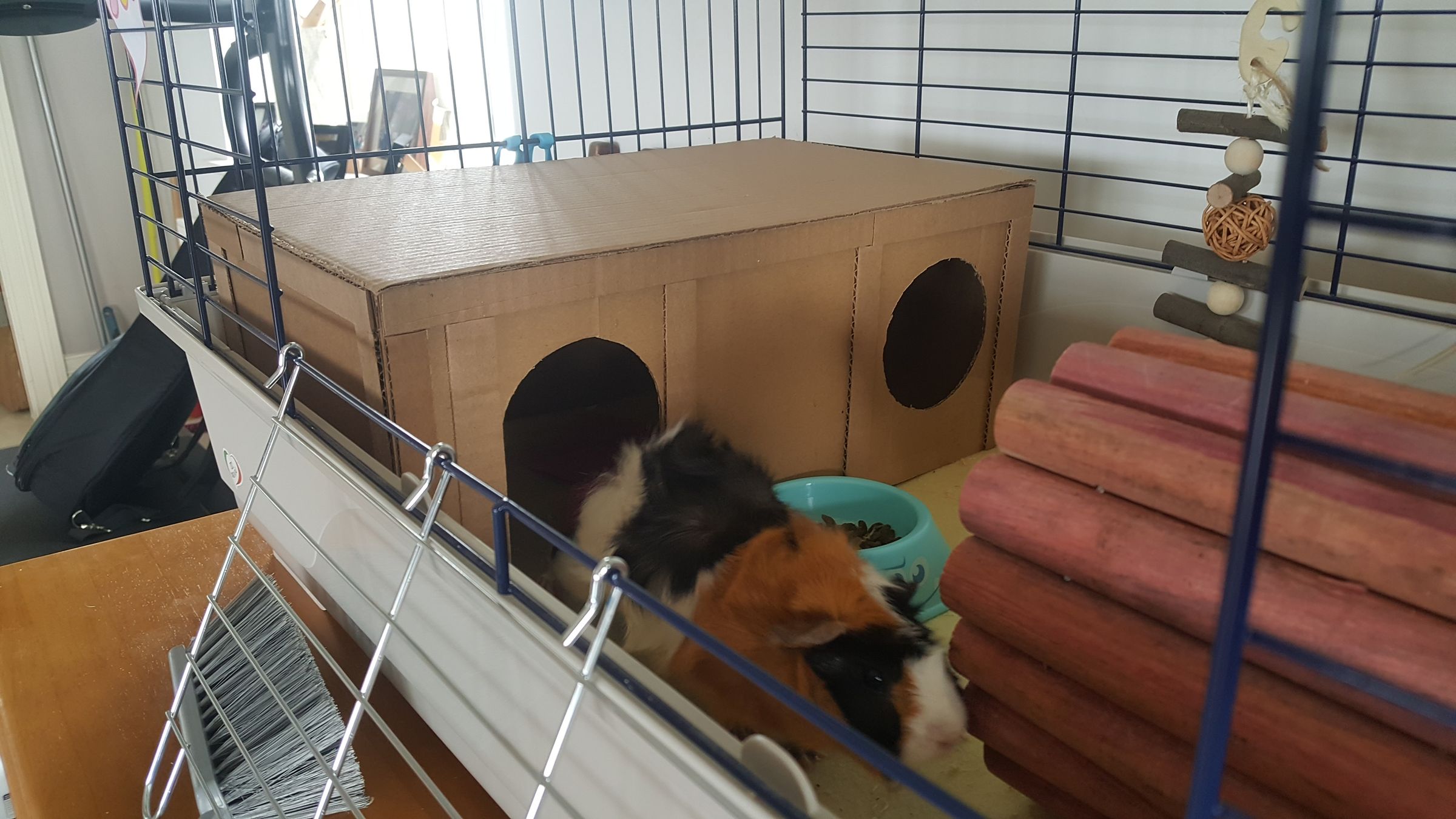 DIY Guinea Pig House : 4 Steps (with Pictures) - Instructables