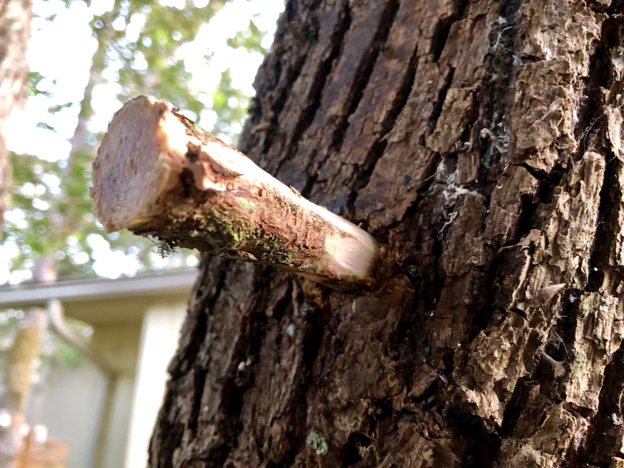 How to Build a Treehouse : 17 Steps (with Pictures) - Instructables