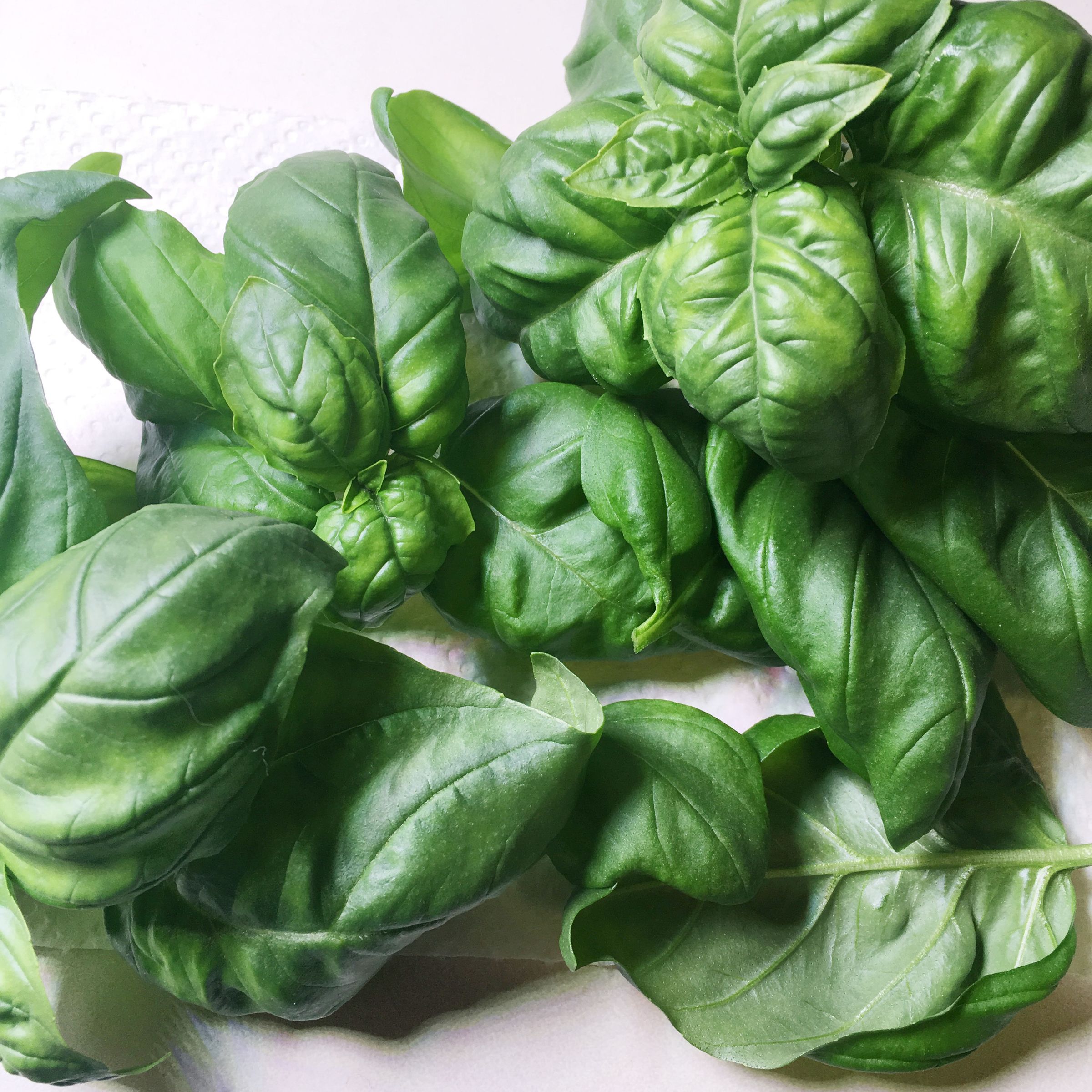 Harvesting Basil : 5 Steps (with Pictures) - Instructables