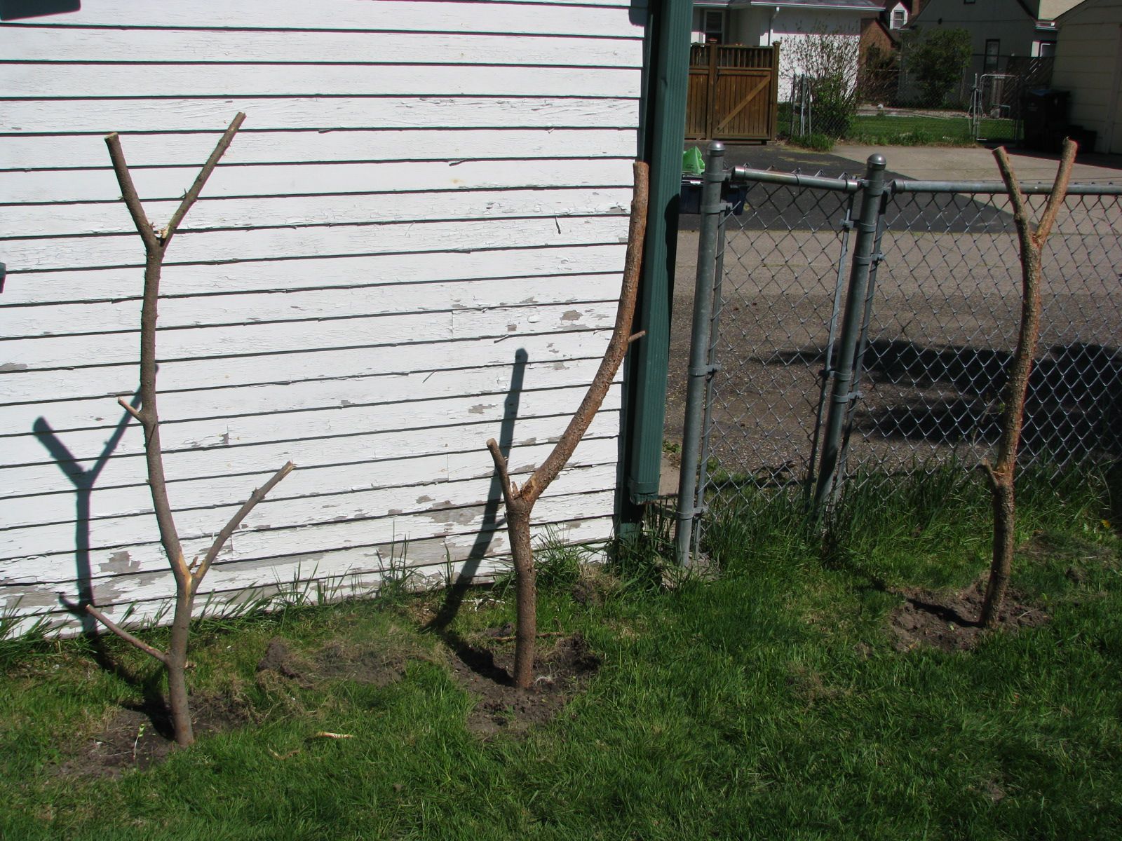 Trim a Tree, Build a Trellis - Instructables