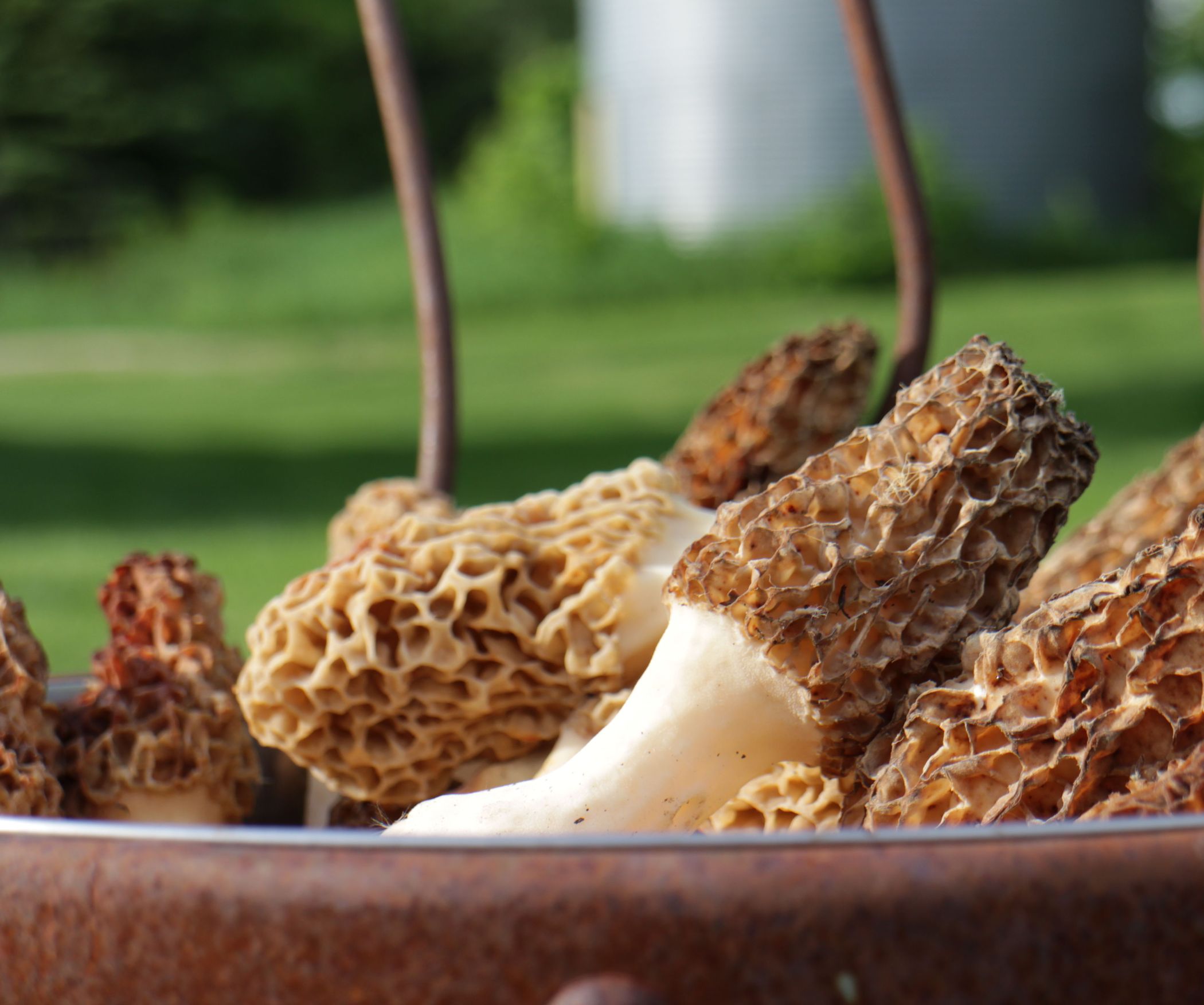 How to Hunt Morels : 10 Steps - Instructables