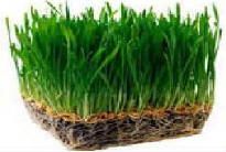 Grow Wheatgrass at Home : 10 Steps - Instructables