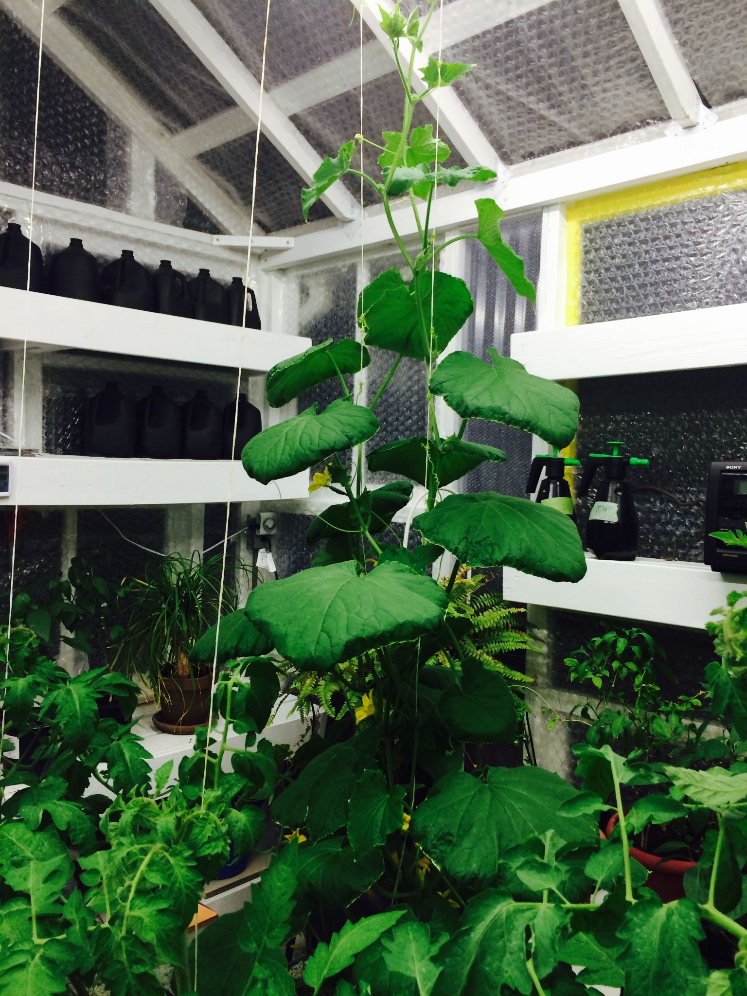 Dutch Bucket Hydroponic System : 27 Steps (with Pictures) - Instructables