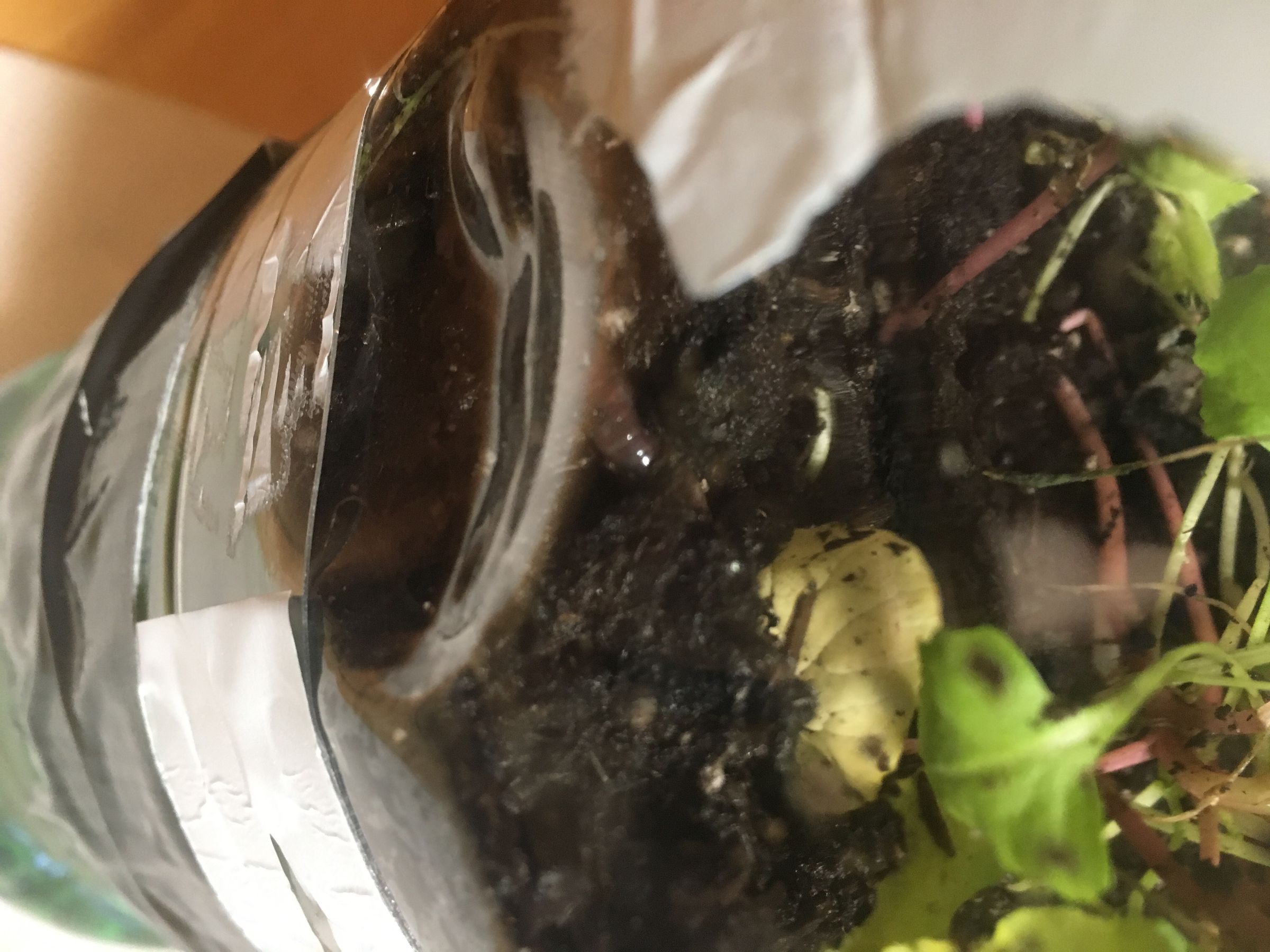 Closed Ecosystems : 9 Steps (with Pictures) - Instructables