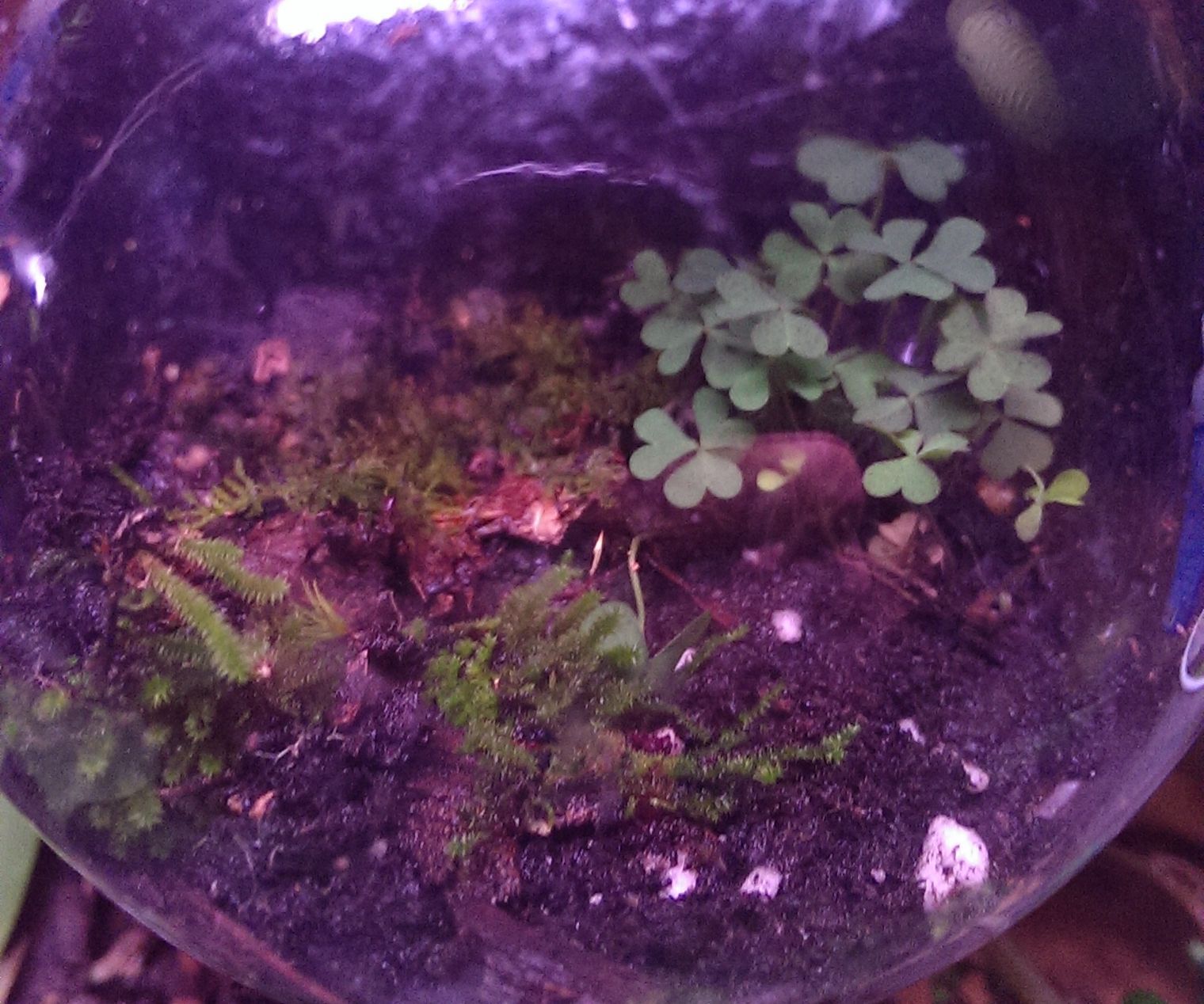 Mini Terrariums : 5 Steps (with Pictures) - Instructables