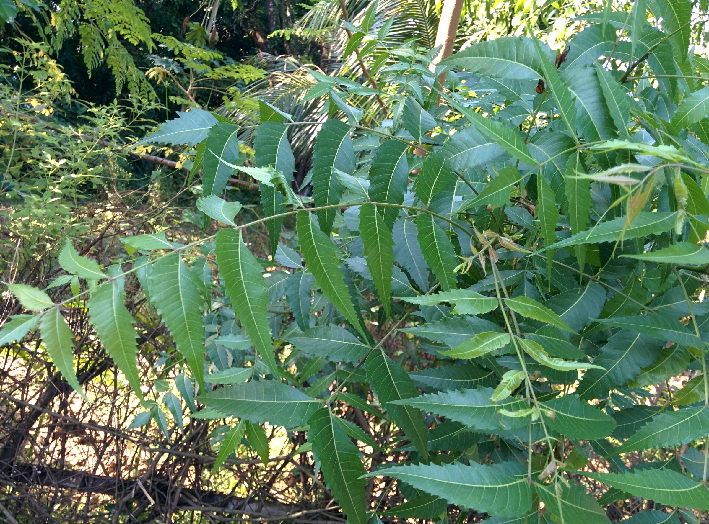 COLLECTING AYURVEDIC PLANTS : 18 Steps - Instructables