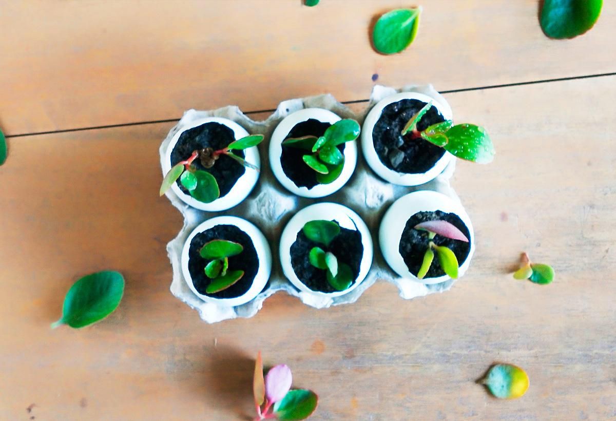 Egg Shell Planter | Gardening : 5 Steps (with Pictures) - Instructables