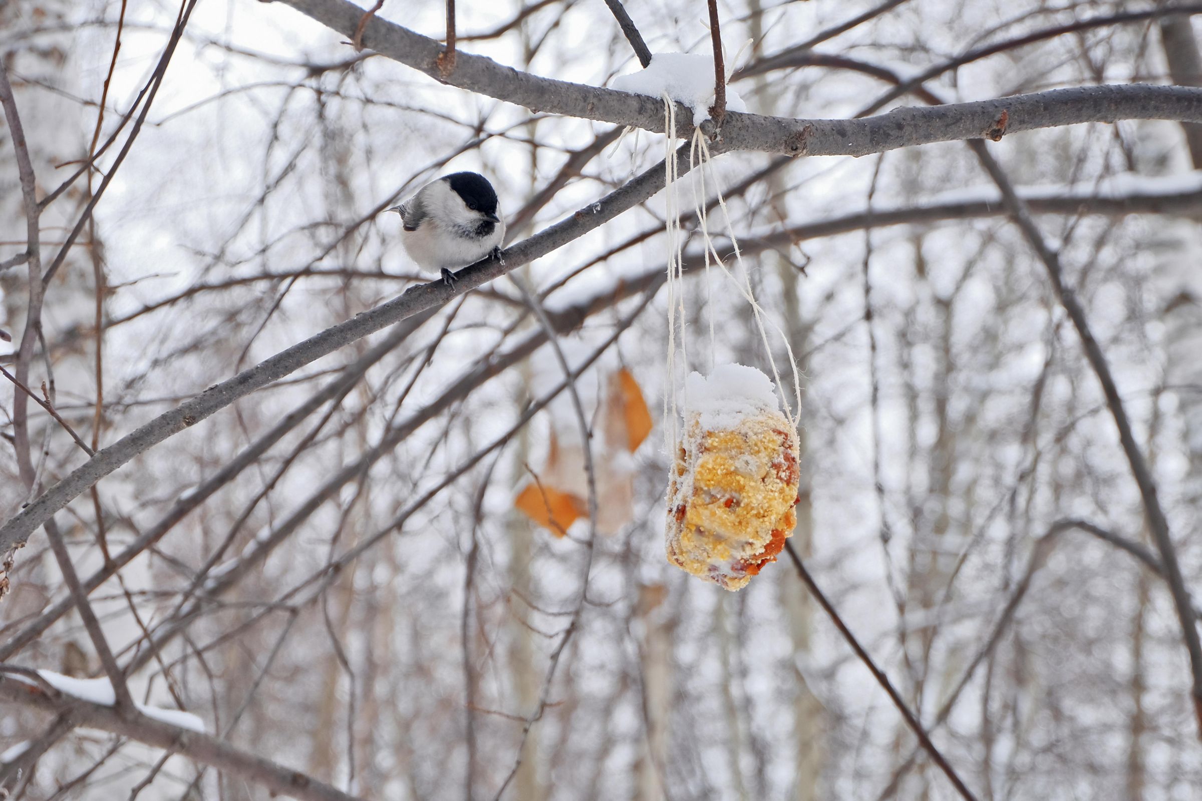 Treats (cakes) for Birds : 18 Steps (with Pictures) - Instructables