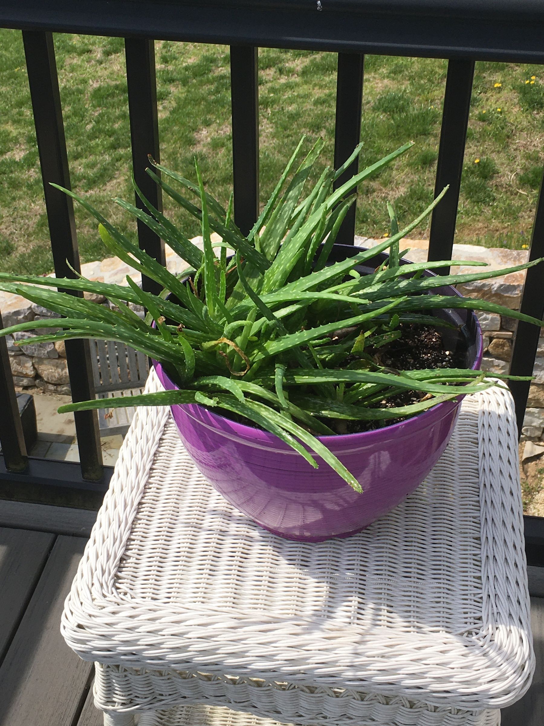 Oh No My Houseplant Is Sticky! : 4 Steps (with Pictures) - Instructables