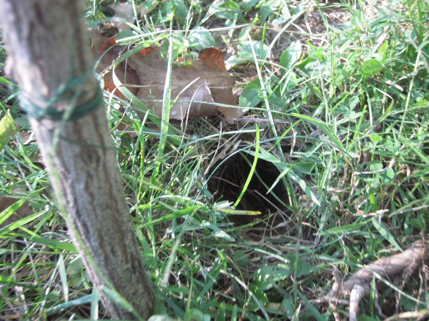 Where to Put a Snare? : 5 Steps (with Pictures) - Instructables