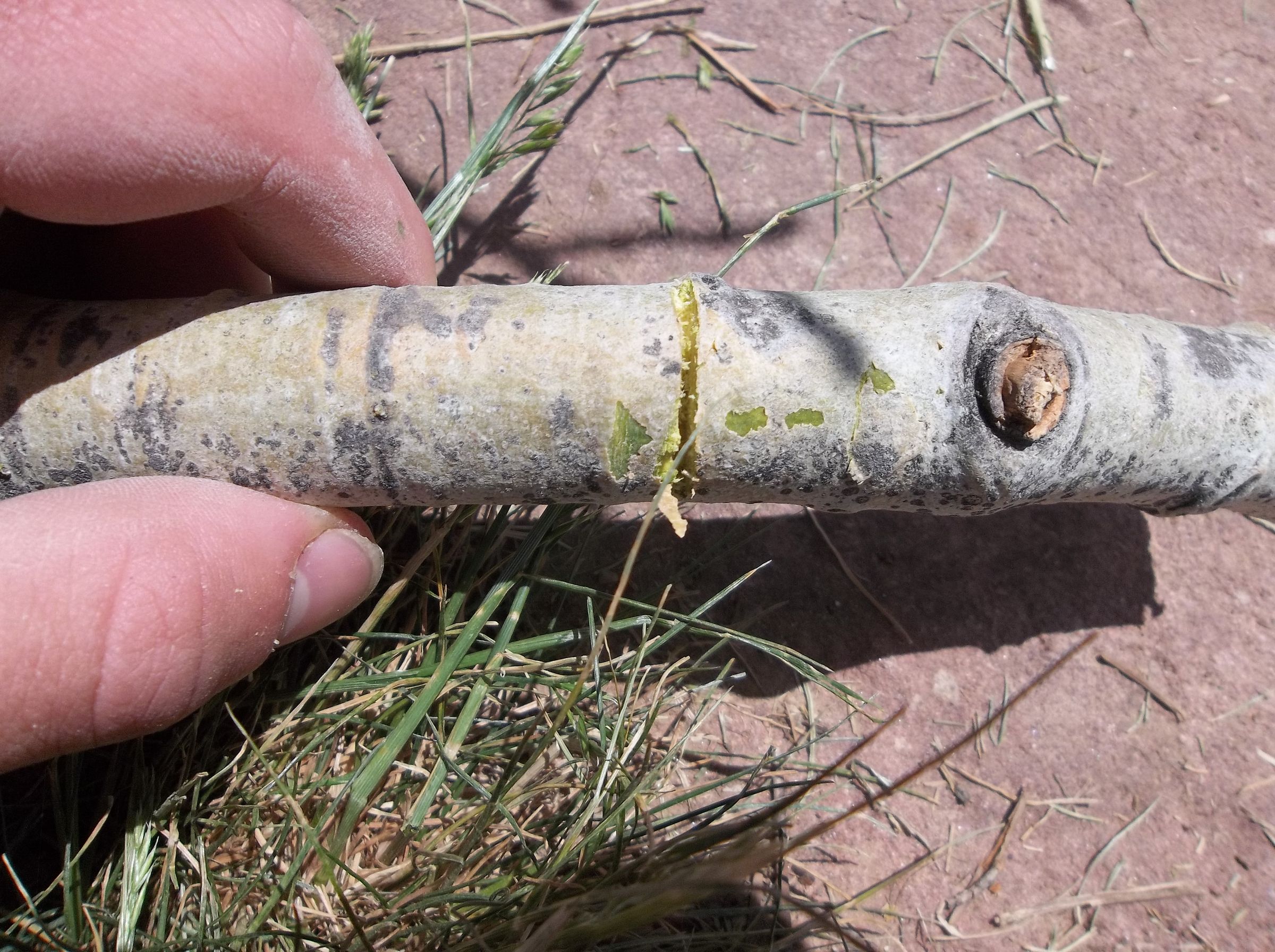 Paiute Deadfall Trap : 4 Steps (with Pictures) - Instructables