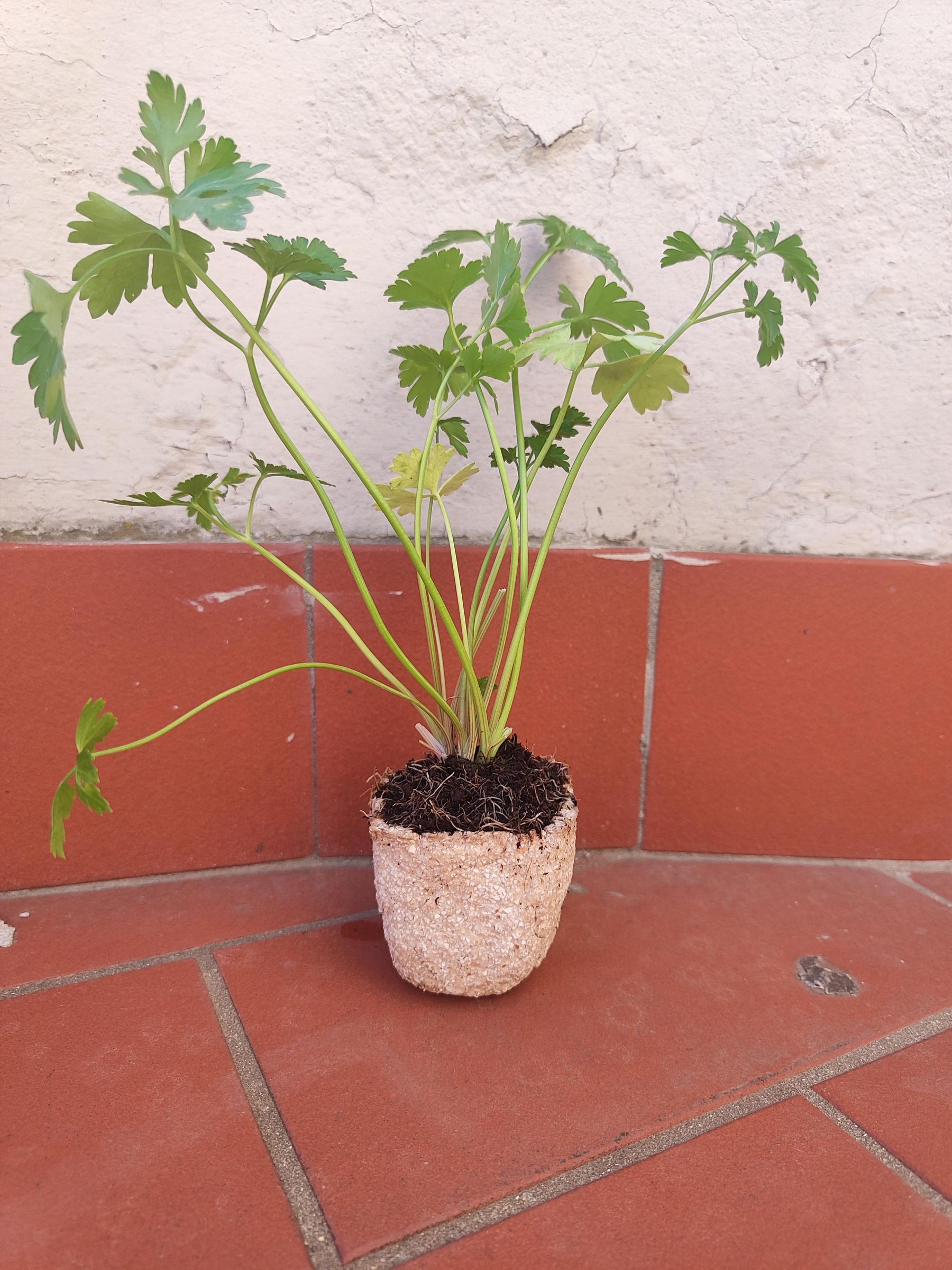 Plant Me Too : 8 Steps (with Pictures) - Instructables