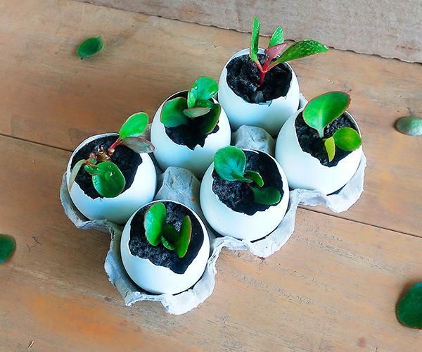 Egg Shell Planter | Gardening : 5 Steps (with Pictures) - Instructables