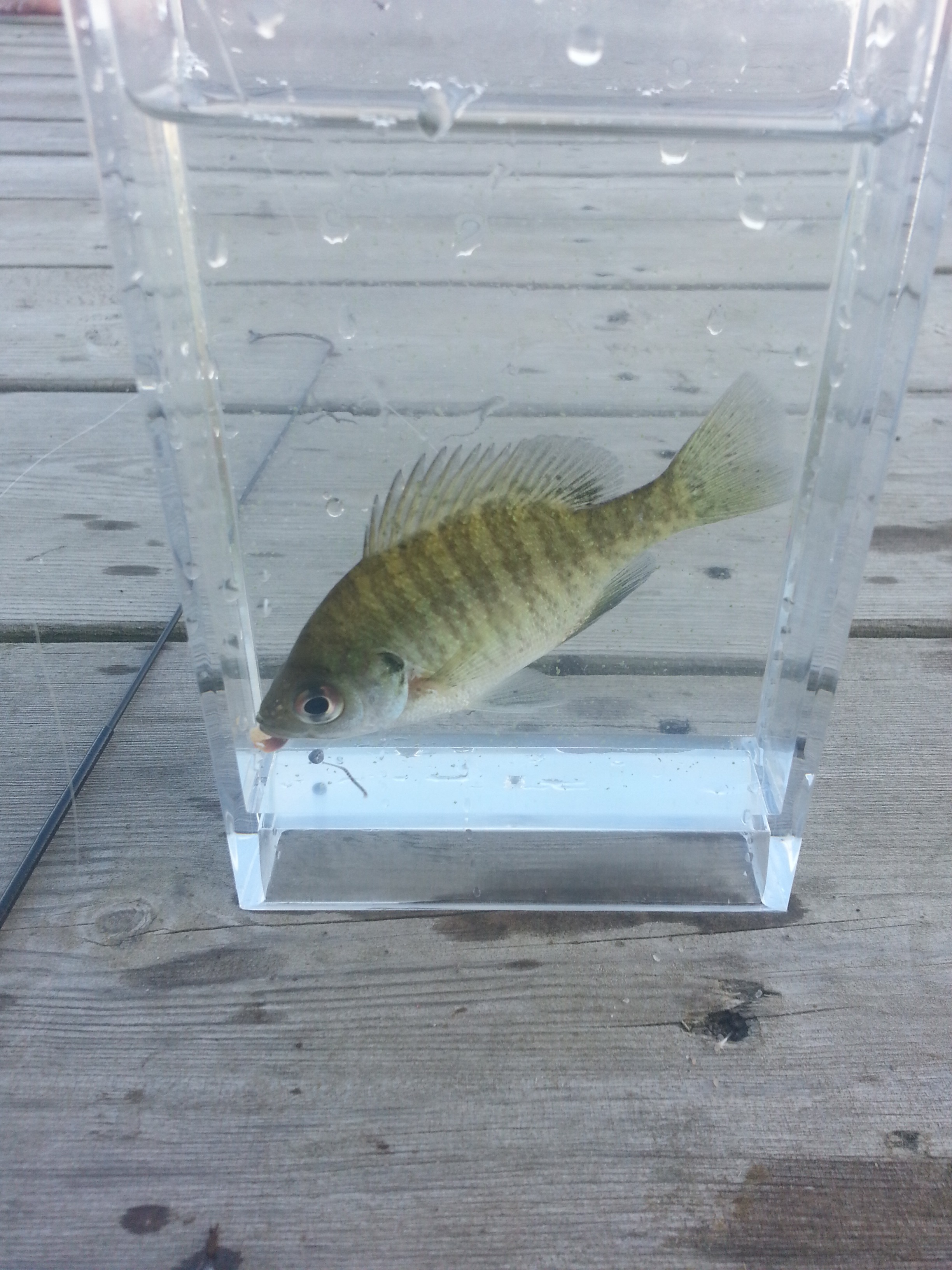 Budget Microfishing : 8 Steps (with Pictures) - Instructables