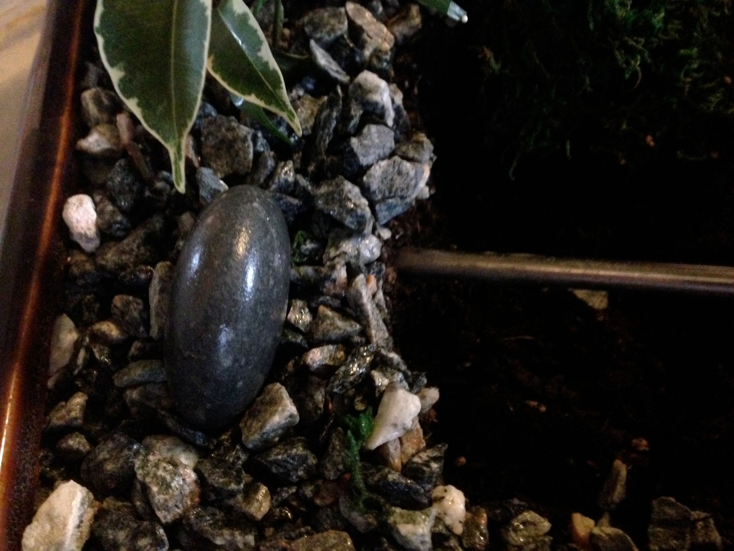 Bonsai Basics 1: Rescuing "Mallsai" : 7 Steps - Instructables