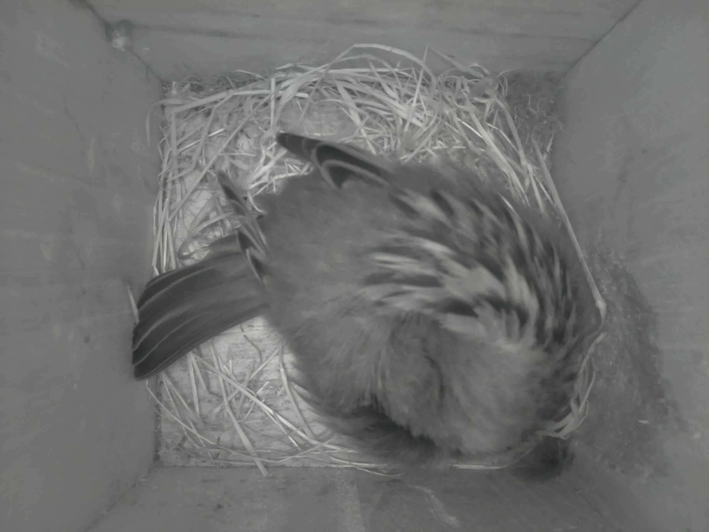 Raspberry Pi Birdbox Camera : 12 Steps - Instructables