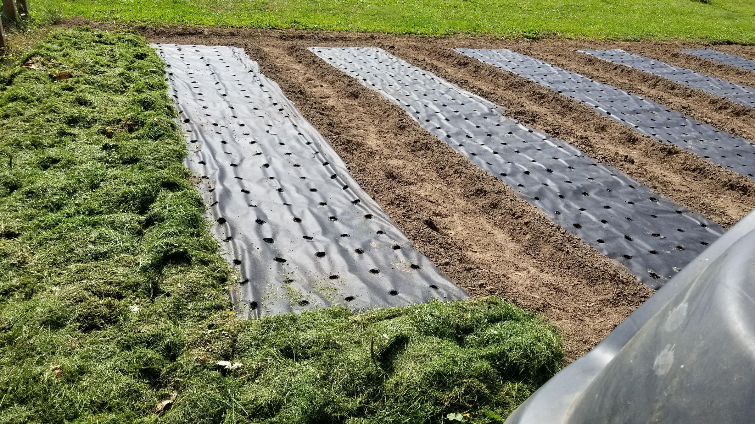 Garlic Gardening : 49 Steps (with Pictures) - Instructables