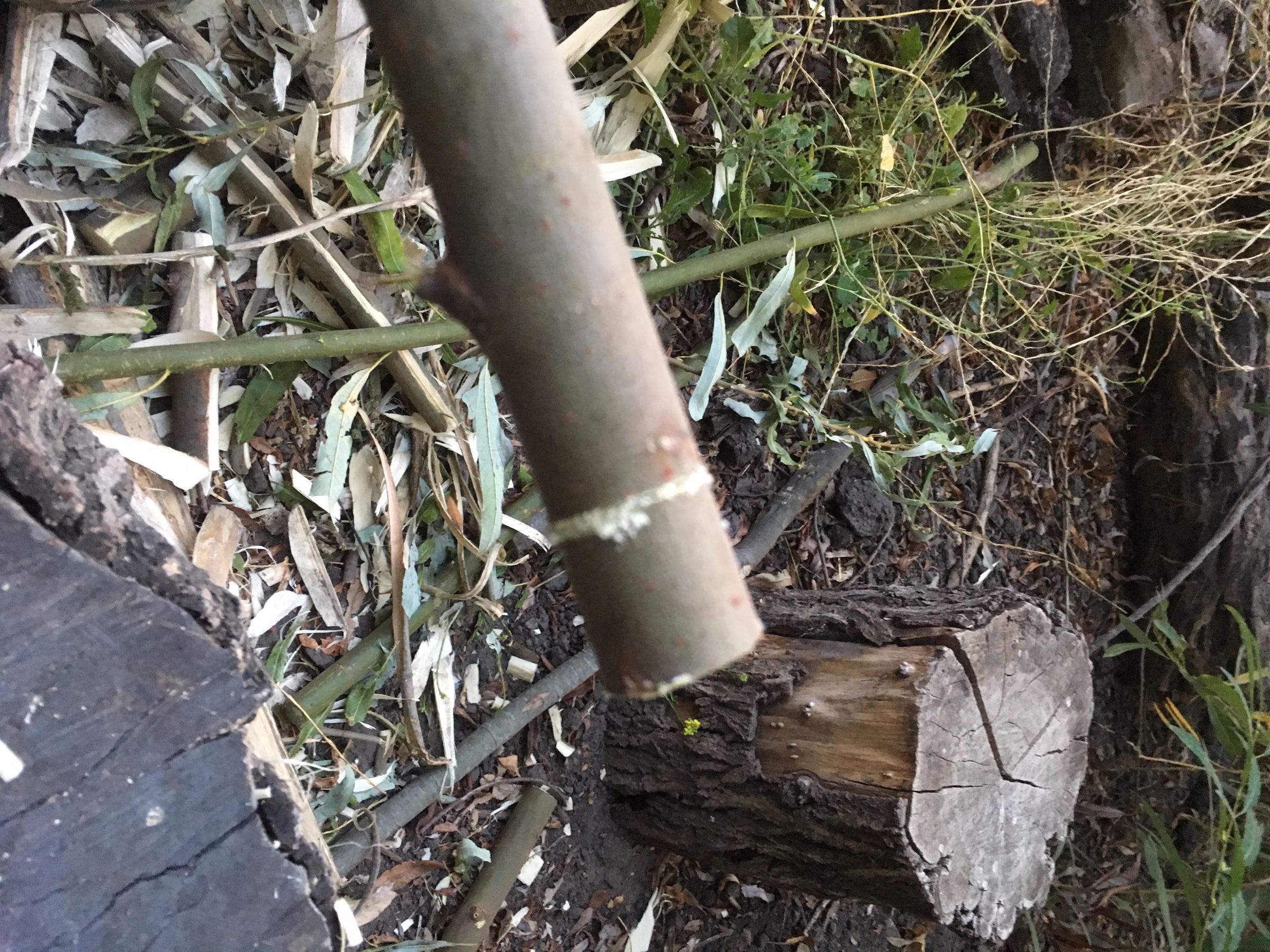 5 Super-easy Branch Carving Projects : 10 Steps (with Pictures ...