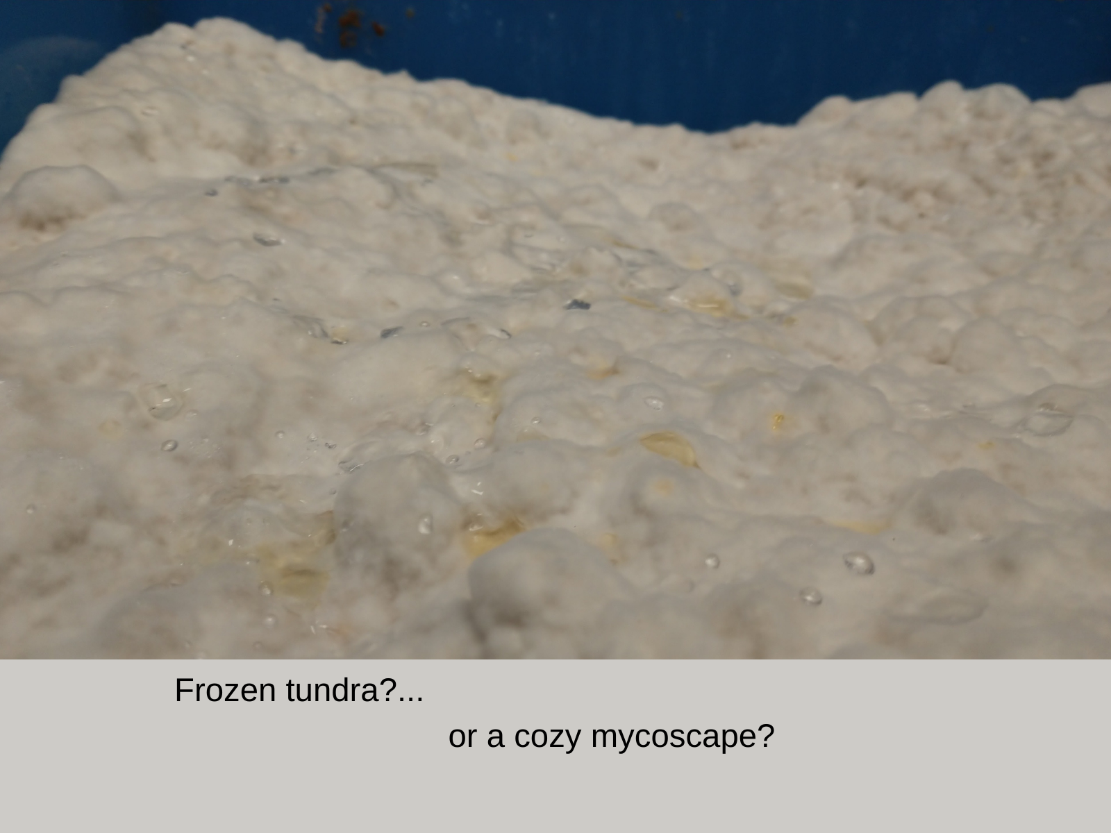Growing Mycelium in the Classroom and Making Stuff With It ...