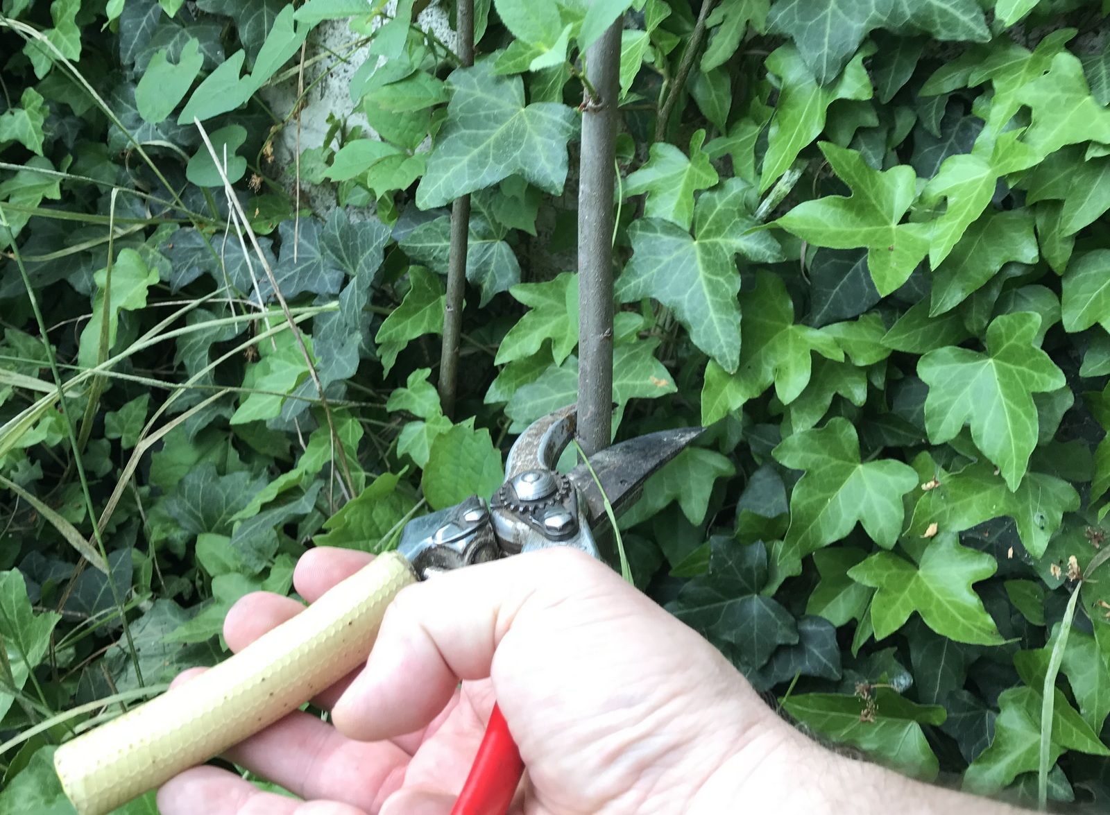 Simple Grafting Without Special Tools : 7 Steps (with Pictures ...