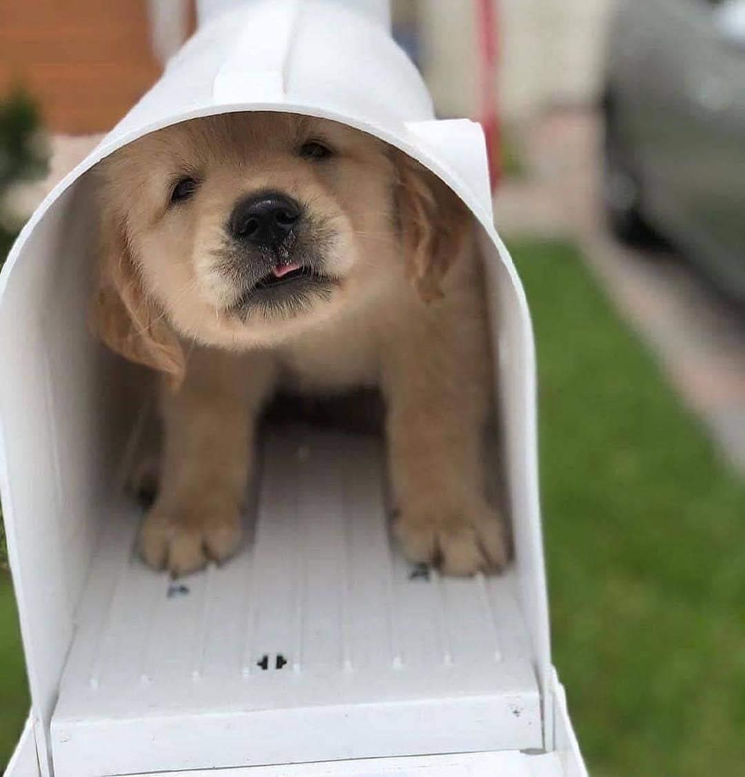 Building Your Own Smart Dog Keeper System With ESP32 and IoT ...