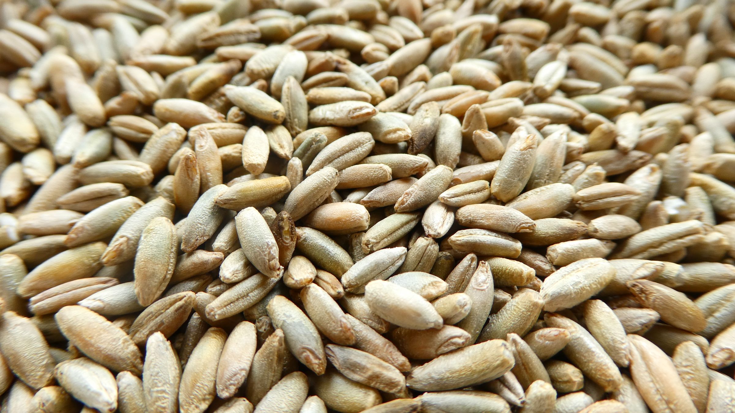 Pure Rye Bread : 31 Steps (with Pictures) - Instructables