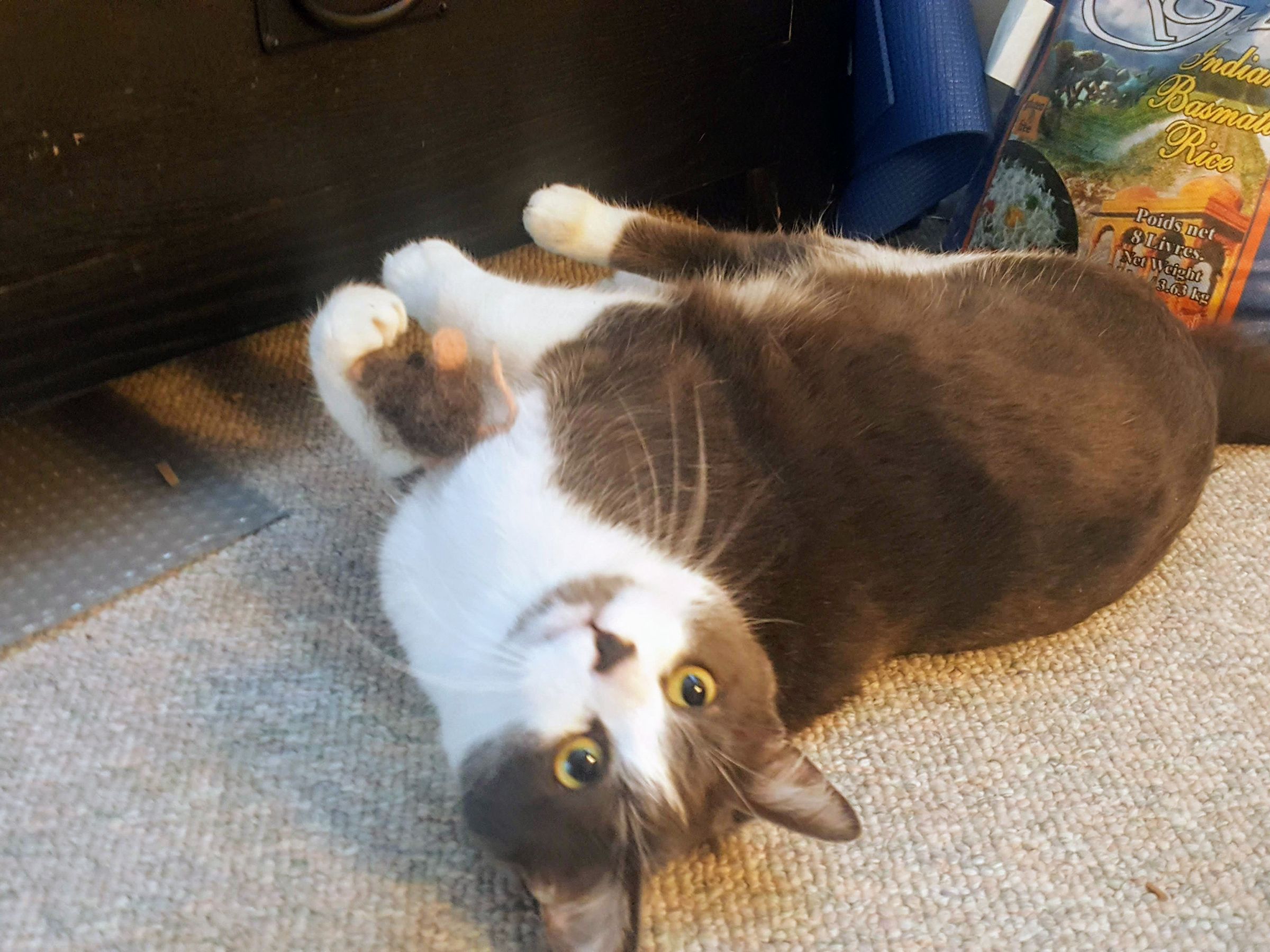 Needle Felted Catnip Mouse Toy : 7 Steps (with Pictures) - Instructables