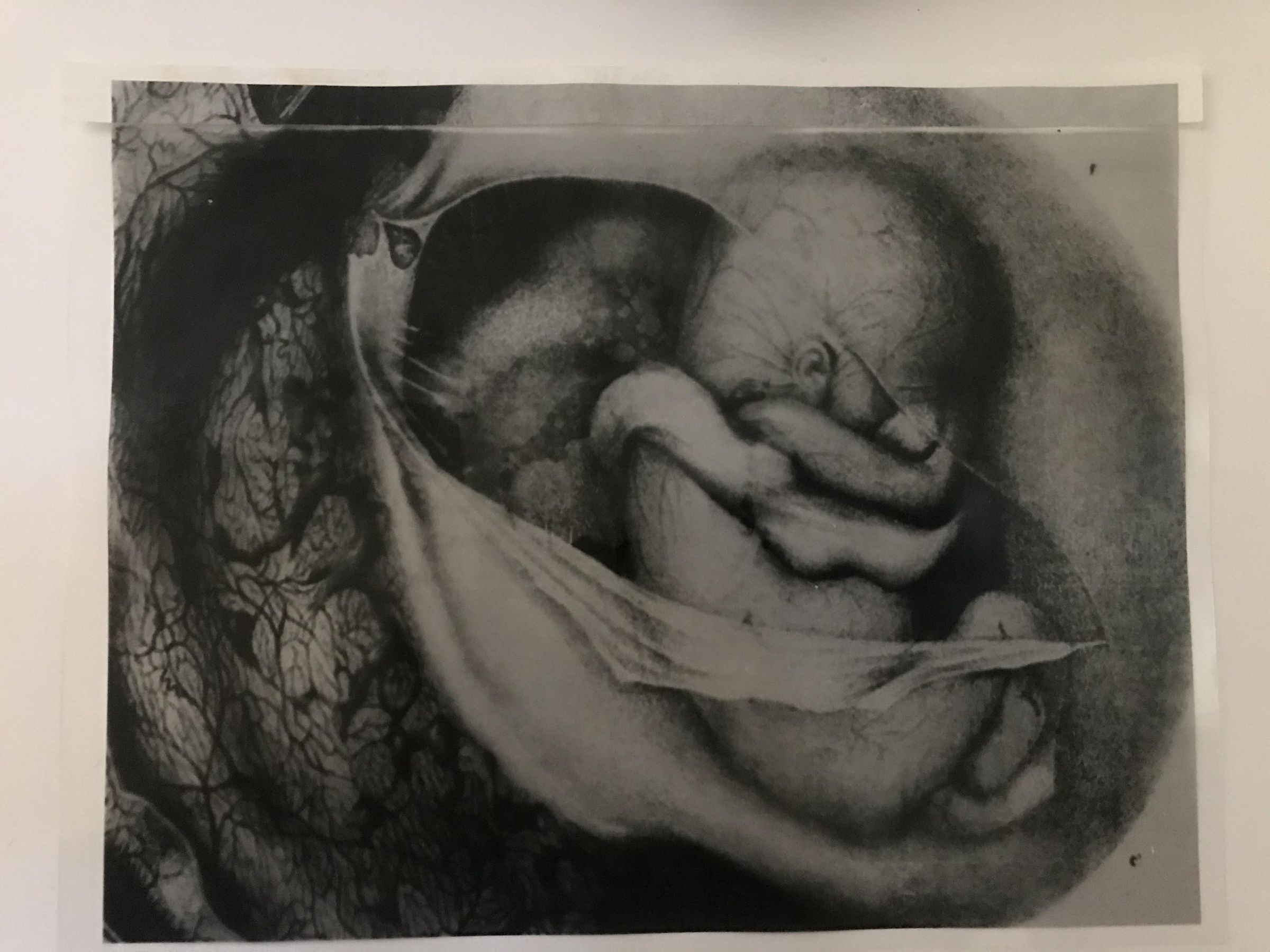 Chlorophyll Prints : 3 Steps - Instructables