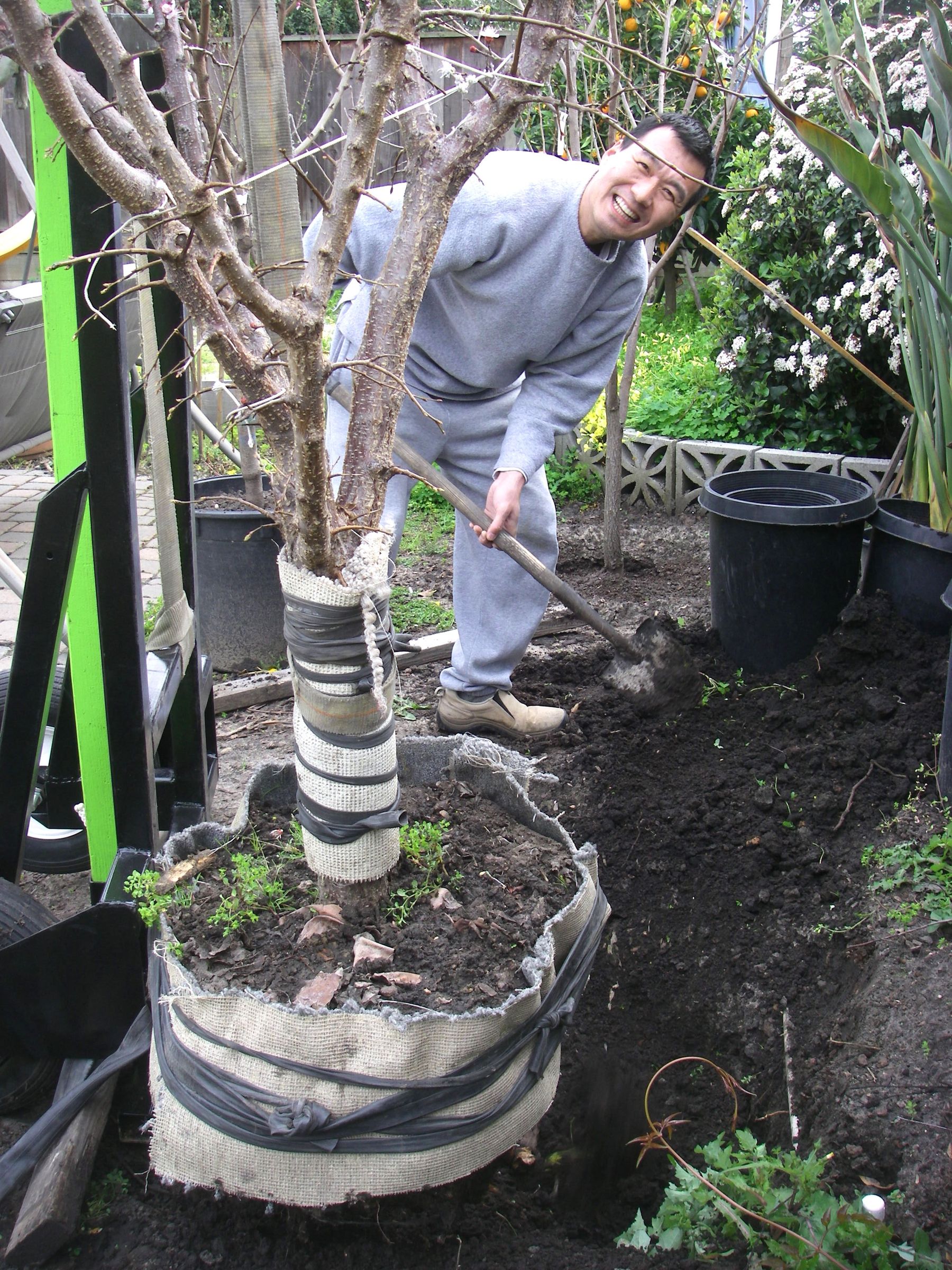 Transplant a Tree With a Giant Two Wheel Dolly : 10 Steps (with ...