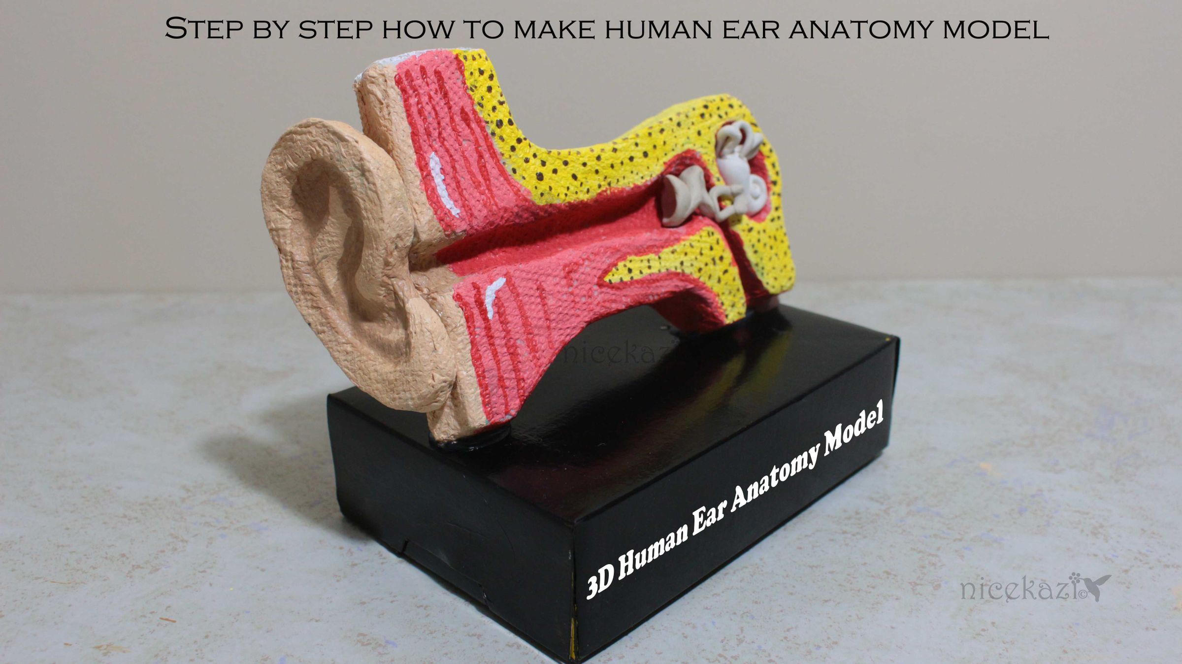 Step by Step How to Make 3d Human Ear Anatomy Model/Diagram : 5 Steps ...