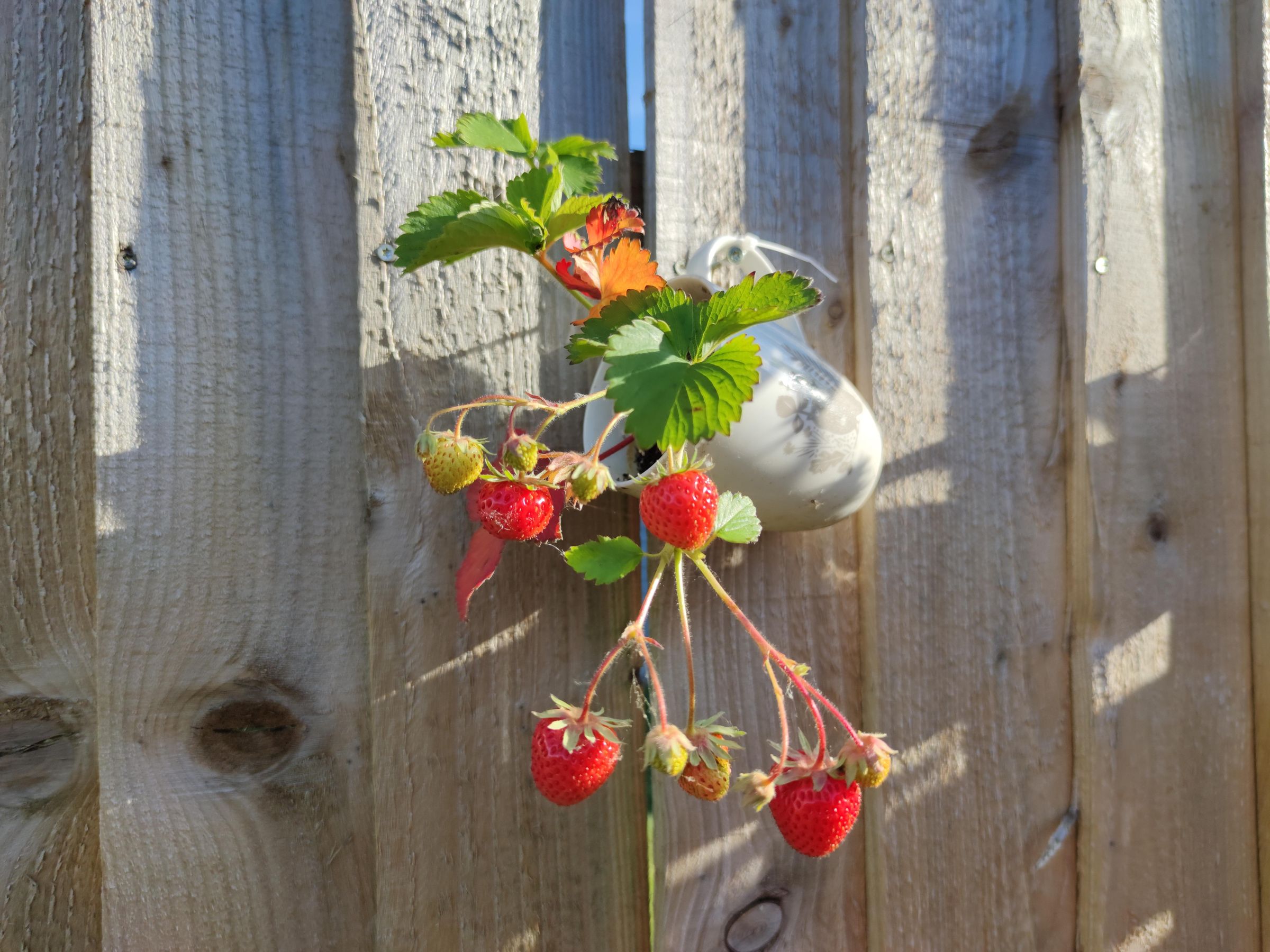 Recycled Mug Plant Hangers : 4 Steps (with Pictures) - Instructables