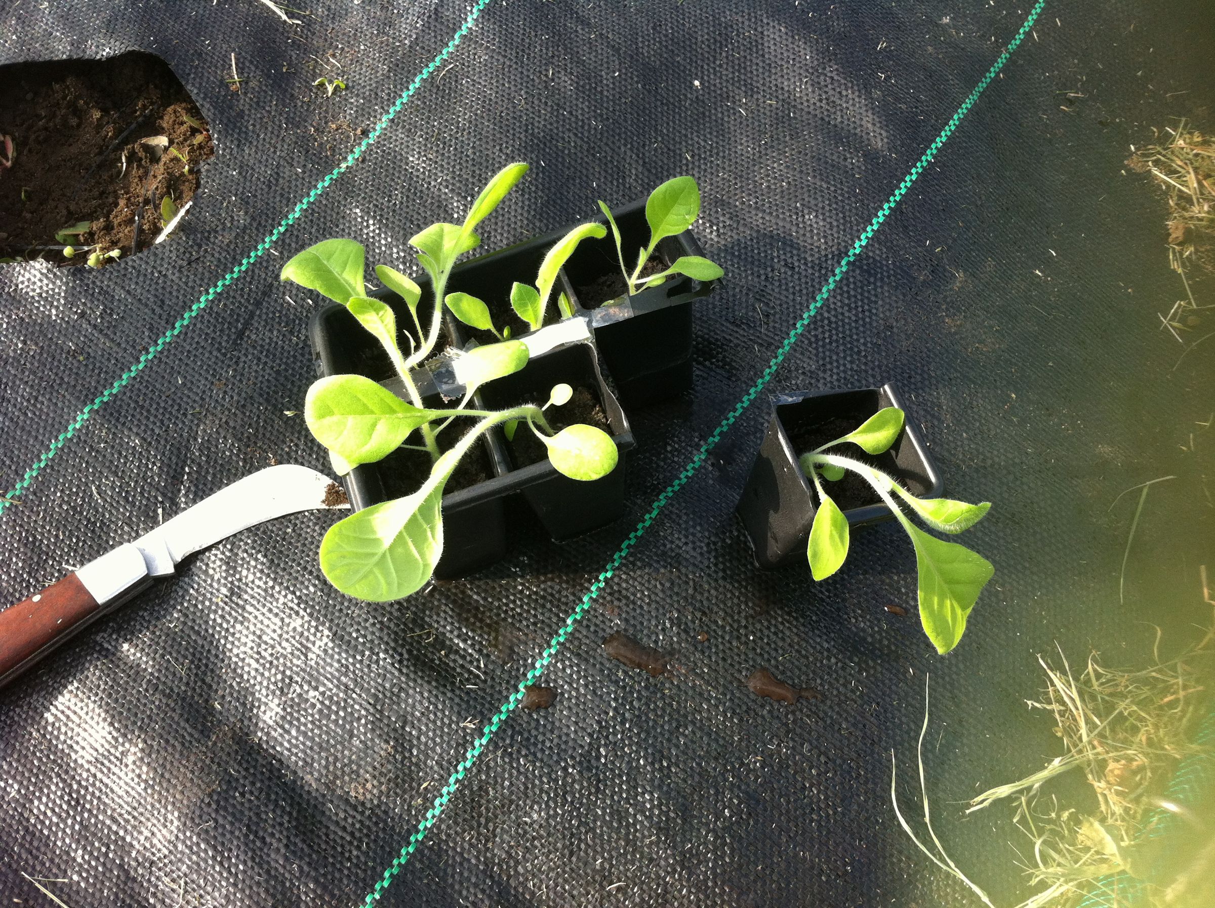 Growing Tobacco : 6 Steps (with Pictures) - Instructables