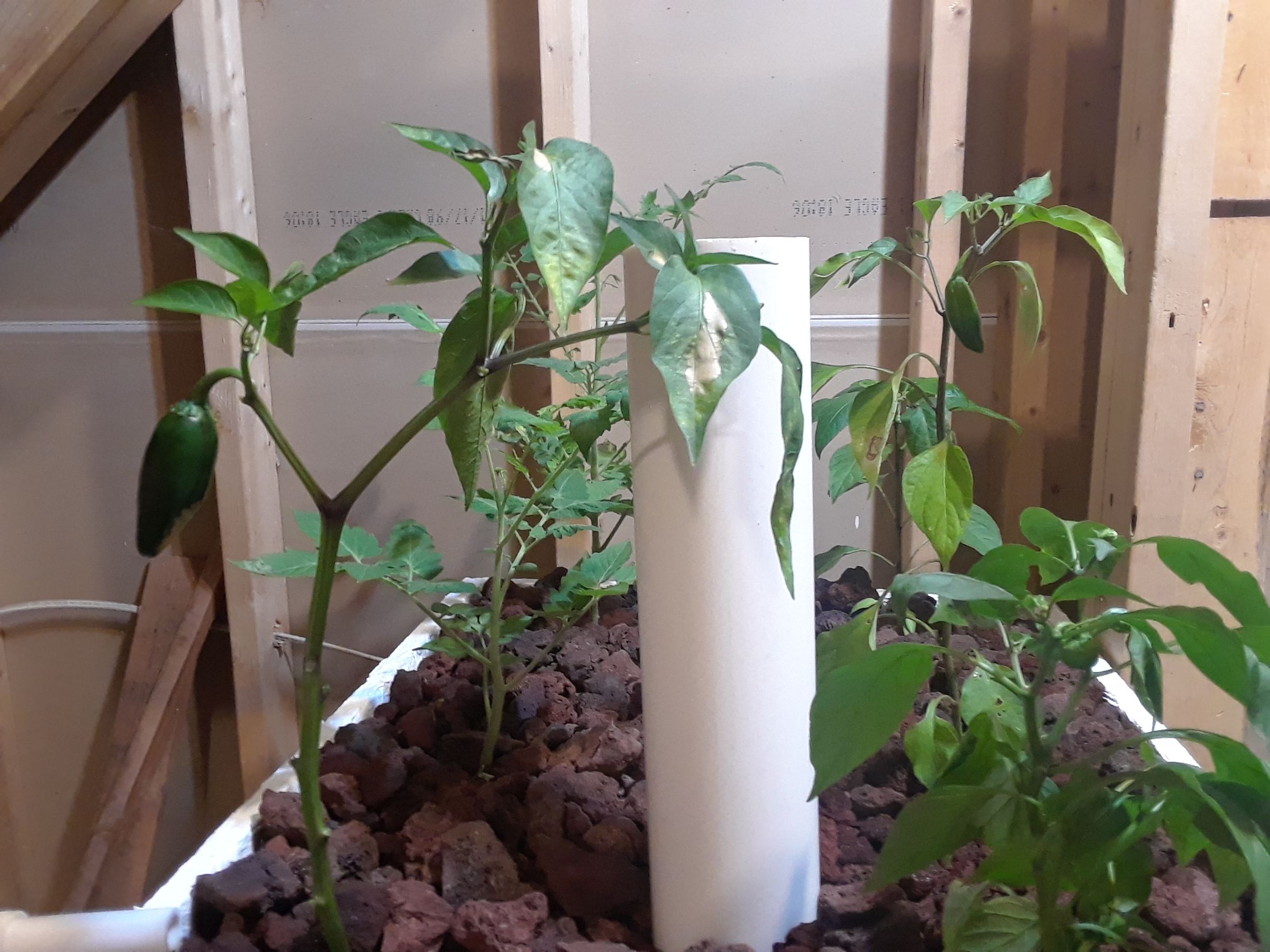 Complete Indoor Aquaponics - Start to Finish : 12 Steps (with Pictures ...