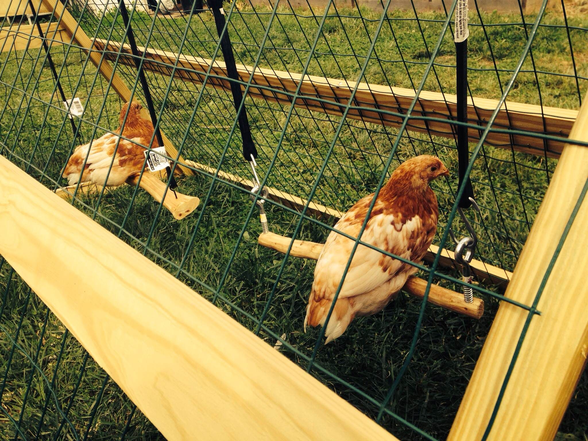 Chicken Swing : 4 Steps (with Pictures) - Instructables