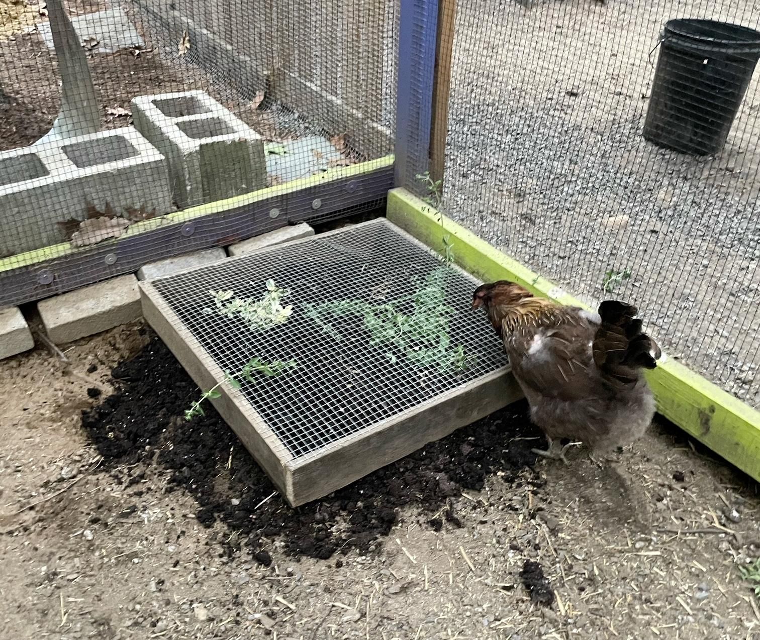 Grazing Frame for Backyard Chickens : 5 Steps (with Pictures ...