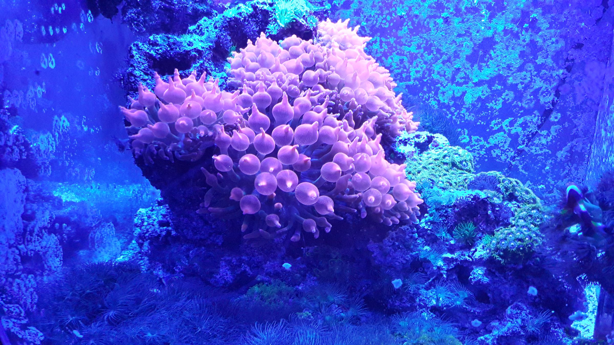 Bubble Tip Anemone Care : 10 Steps (with Pictures) - Instructables