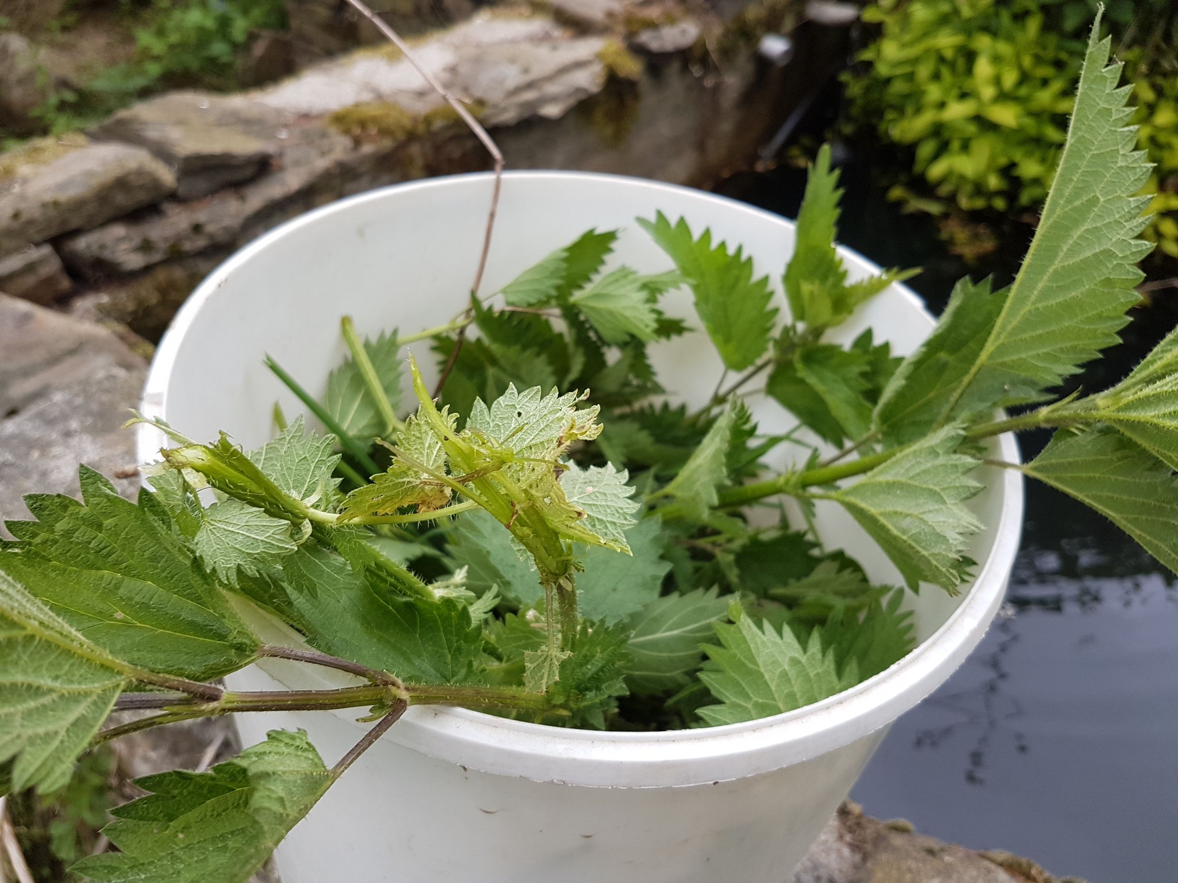 Homemade Natural Insecticide/repellent (with Pictures) - Instructables