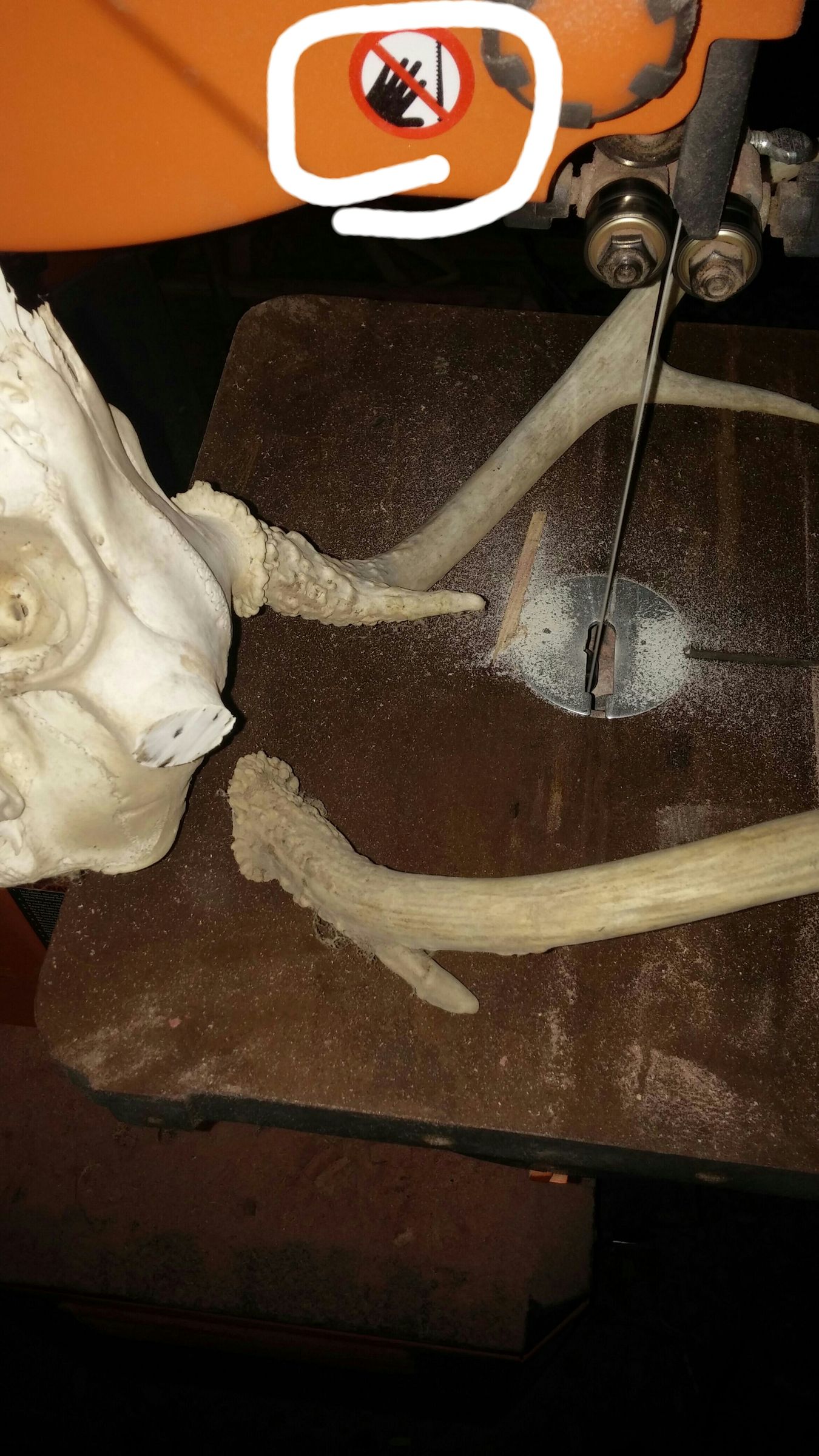 Antler Ring *WARNING: GRAPHIC IMAGES* : 4 Steps - Instructables