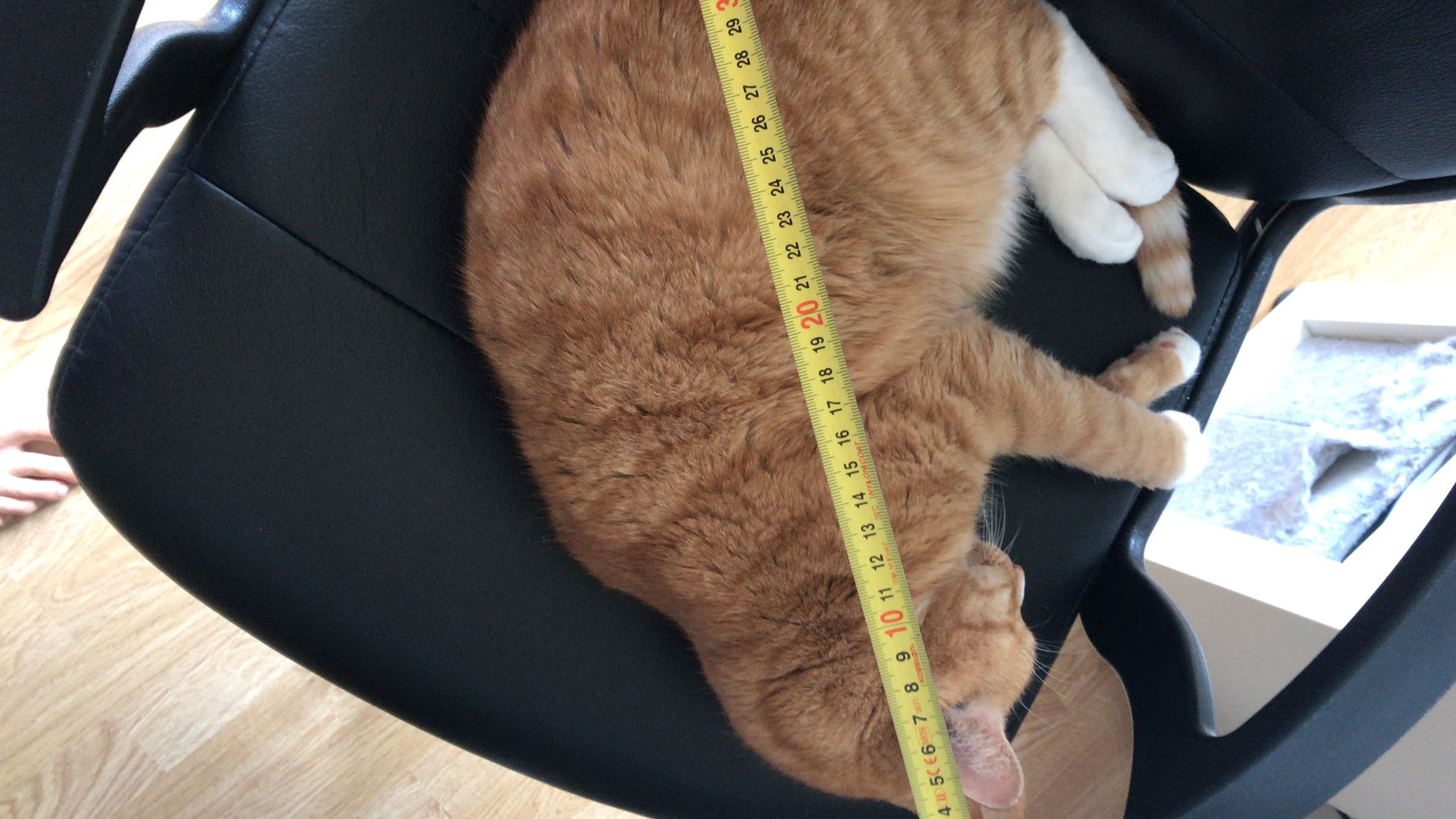 Cat Scratching Pole : 4 Steps (with Pictures) - Instructables