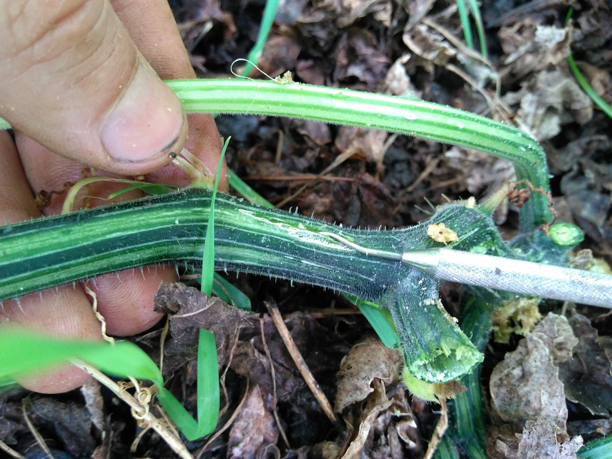 How to Hunt Vine Borers : 17 Steps (with Pictures) - Instructables