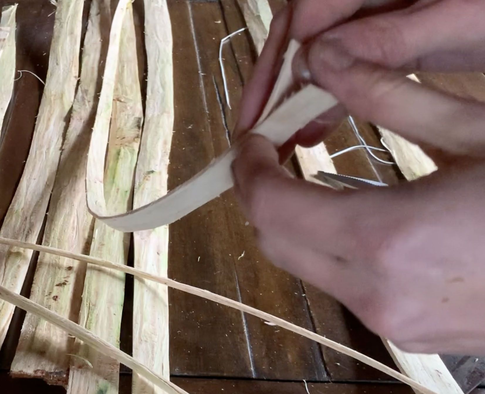 Harvesting Bark From Downed Trees for Baskets : 7 Steps (with Pictures ...