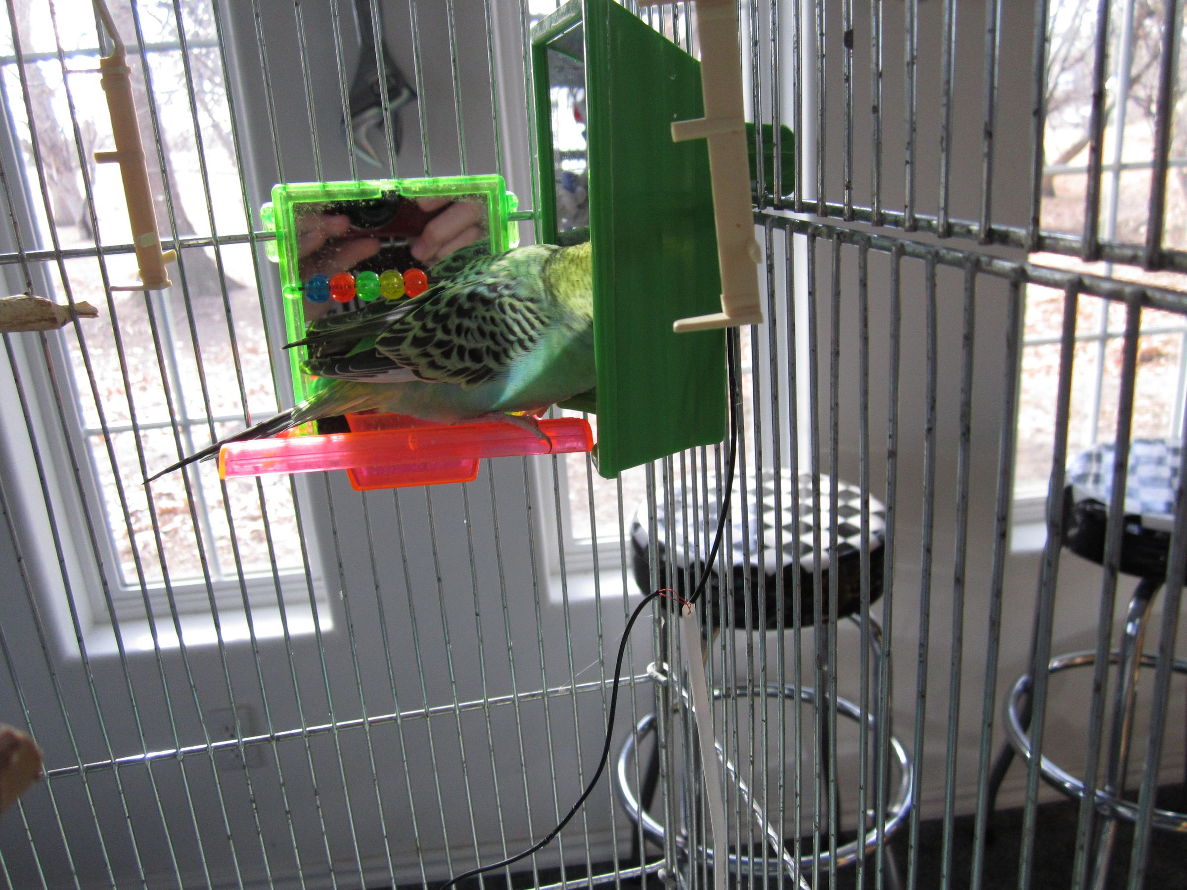 LED Color Changing Bird Toy! : 8 Steps - Instructables