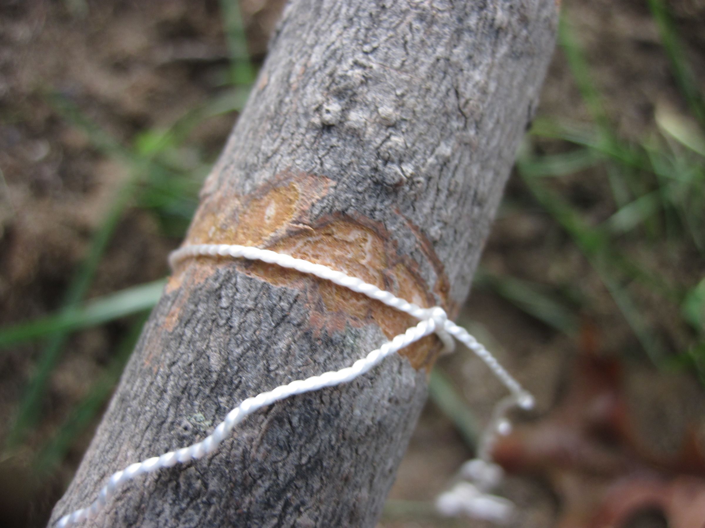 The Basic Paracord Survival Snare : 8 Steps (with Pictures) - Instructables