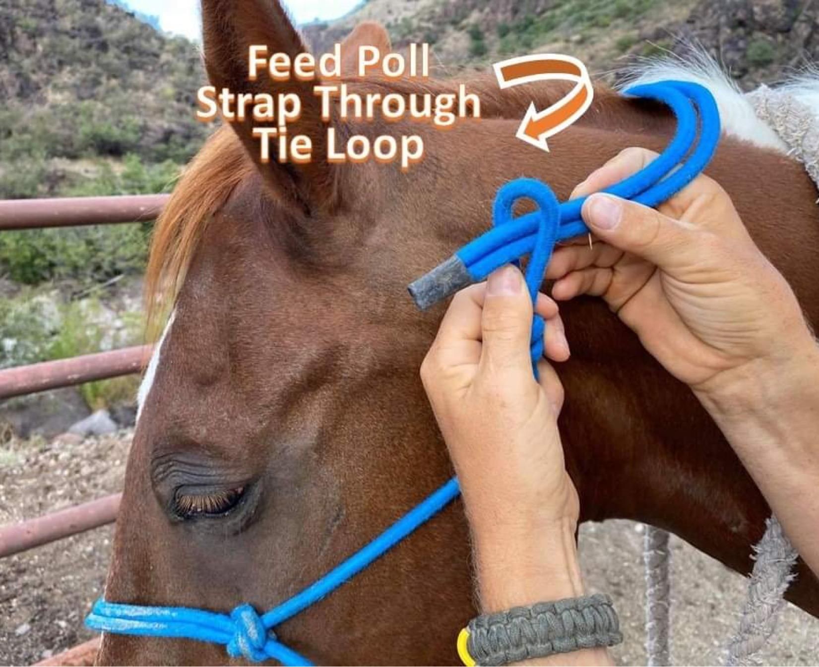 How to Halter a Horse -Fit & Tie a Rope Halter- : 6 Steps (with ...