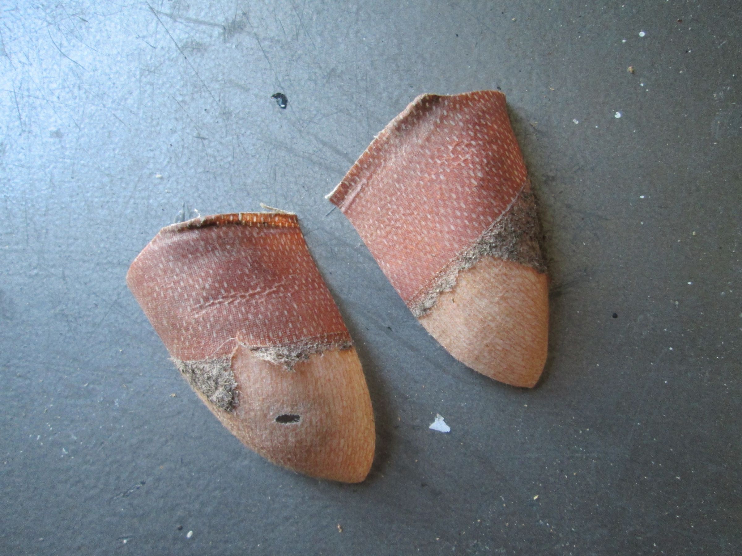 Schubert the Shoe Bird : 8 Steps - Instructables