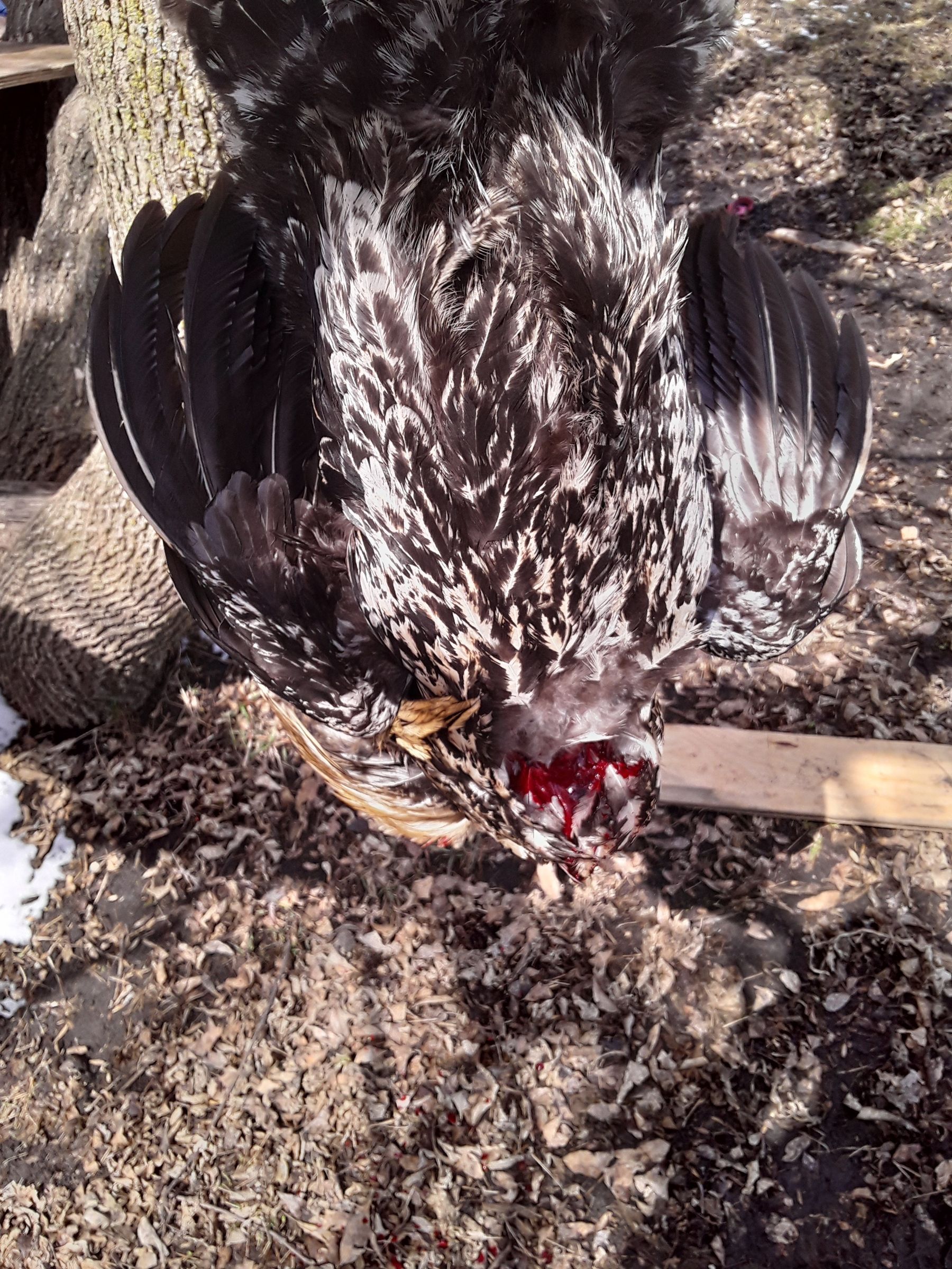 How to Butcher a Chicken : 8 Steps - Instructables