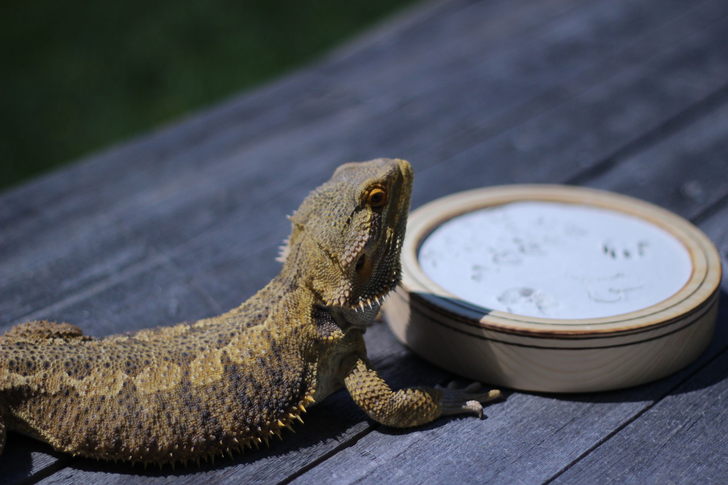 Mother's Day Handprints in a Solid Wooden Frame : 6 Steps (with ...