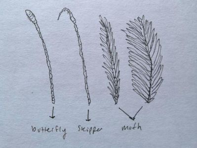 Preserving a Lepidoptera (Butterflies, Moths, and Skippers) : 7 Steps ...