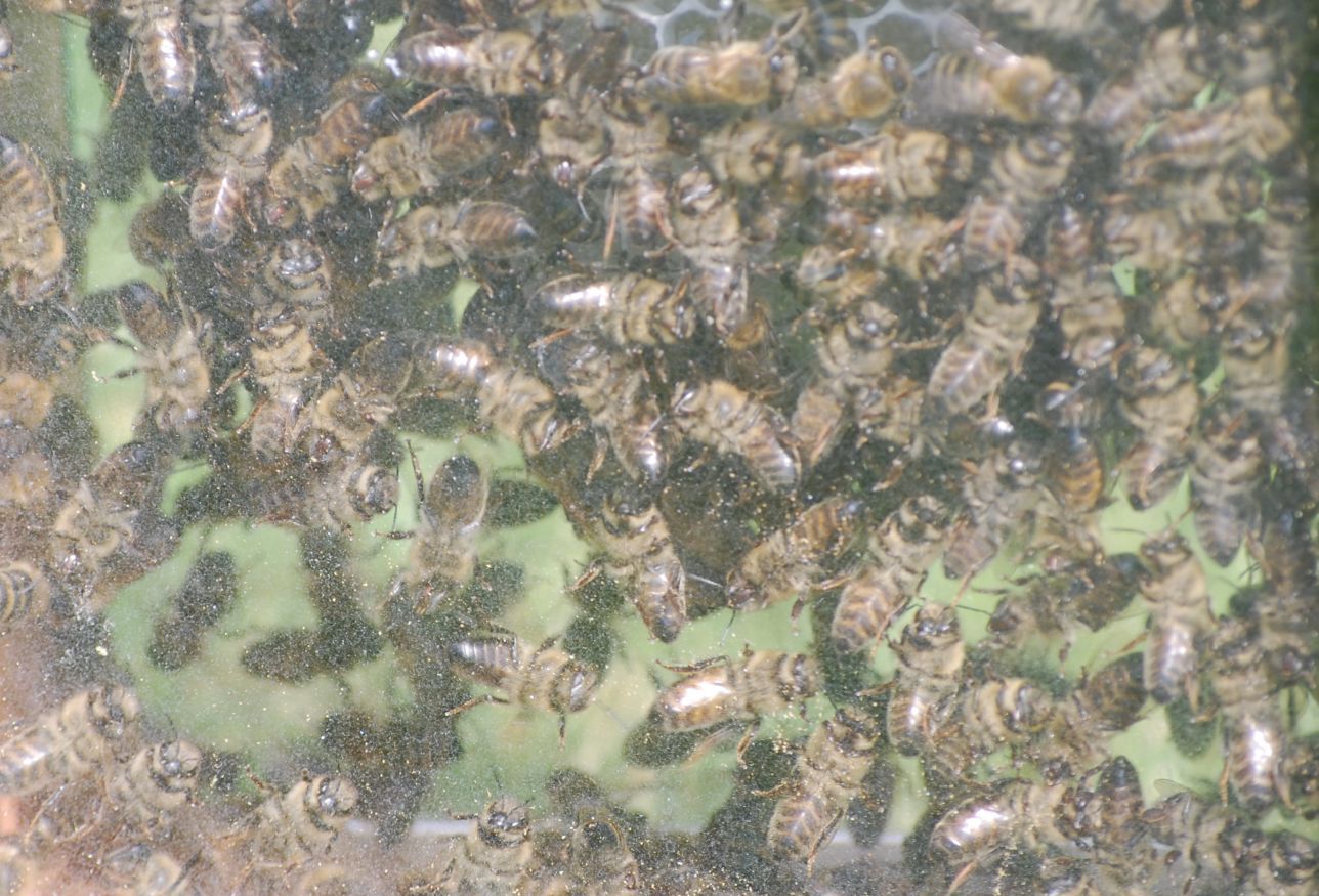 Computer Case Beehive : 8 Steps (with Pictures) - Instructables